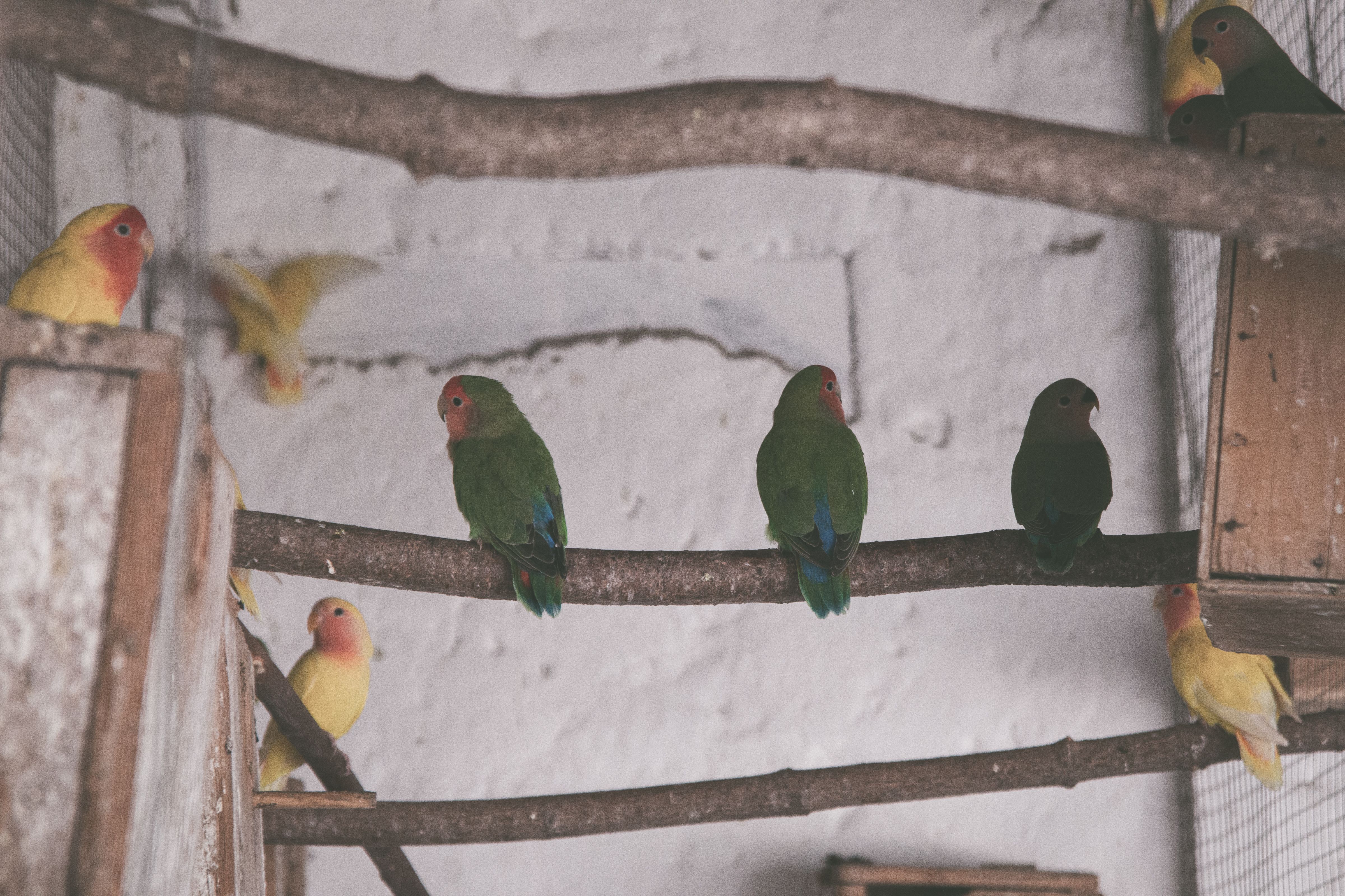 Colorful Lovebirds in Indoor Aviary Setting · Free Stock Photo