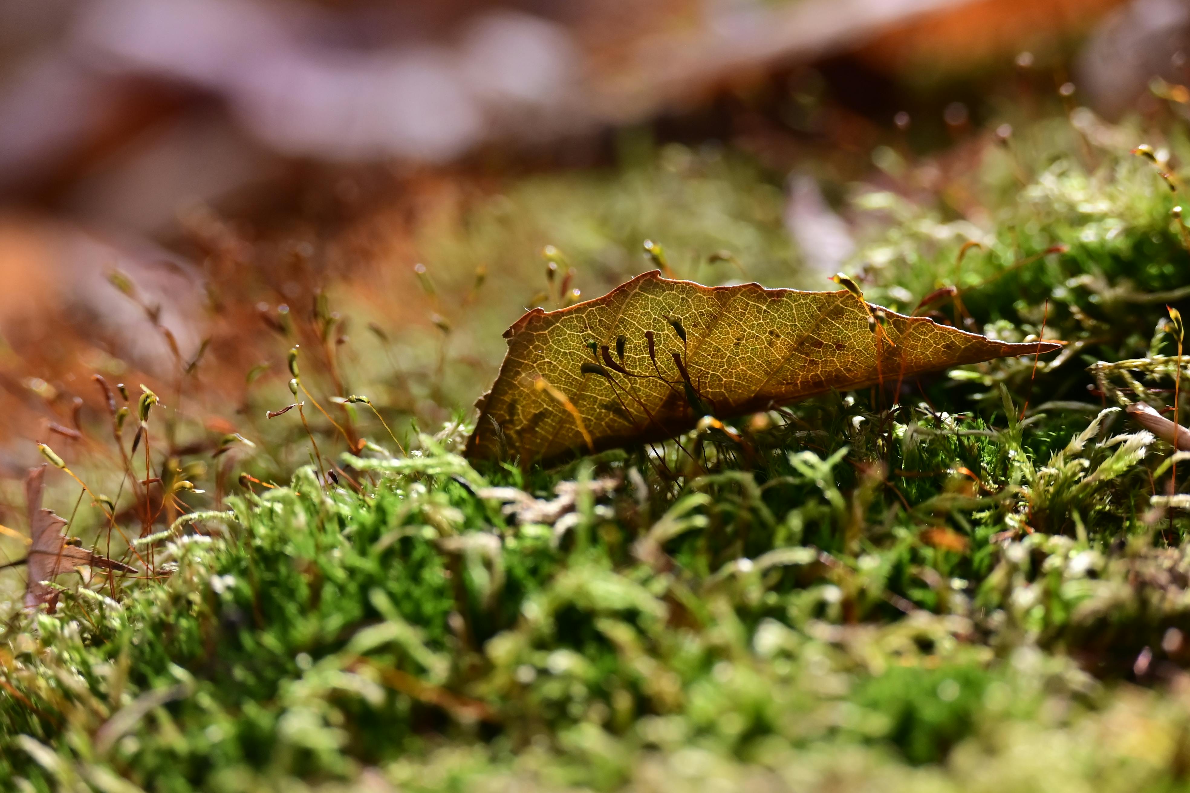 Money Plant With Moss Photos, Download The BEST Free Money Plant With ...