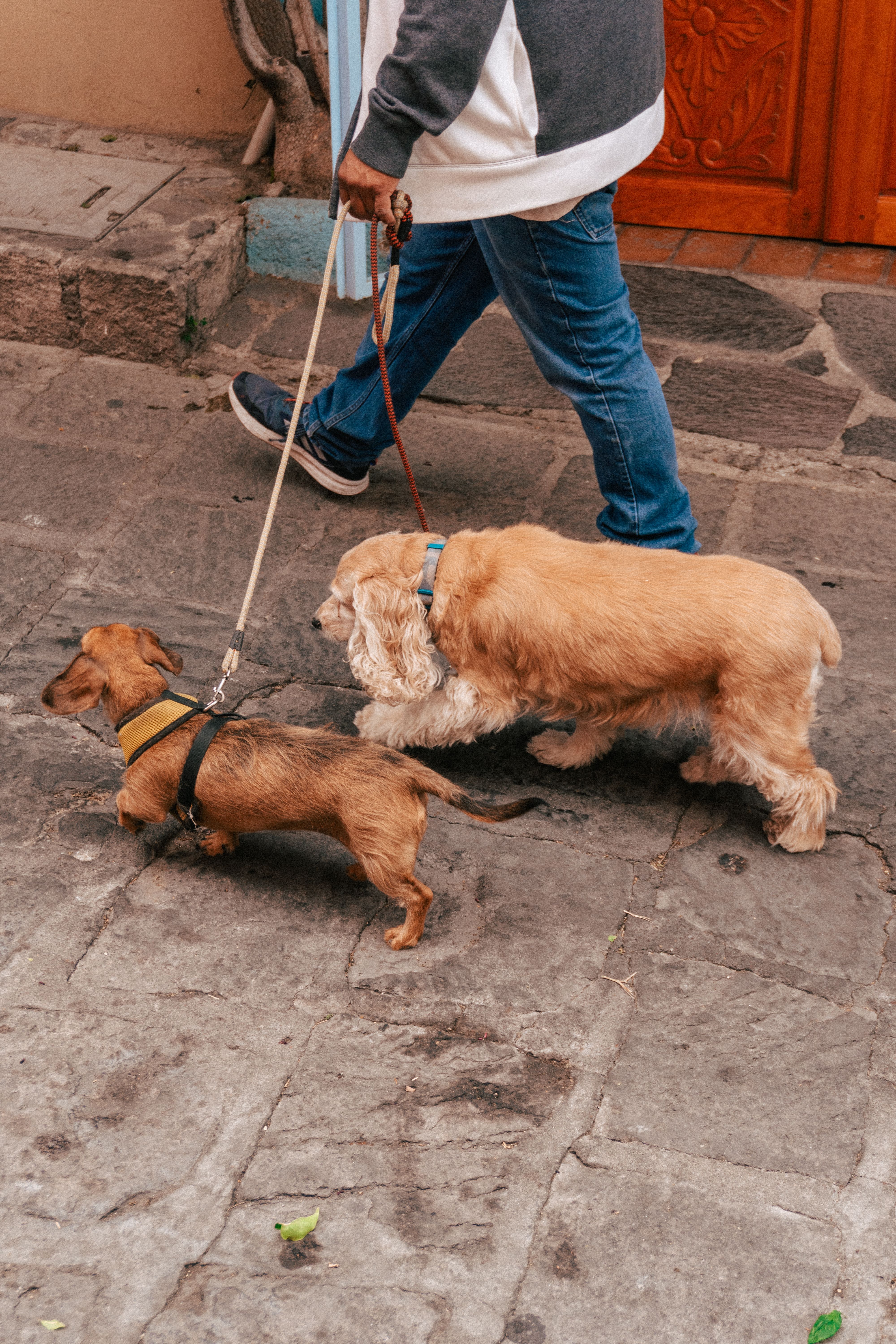 Street Walk with Two Dogs and Owner · Free Stock Photo