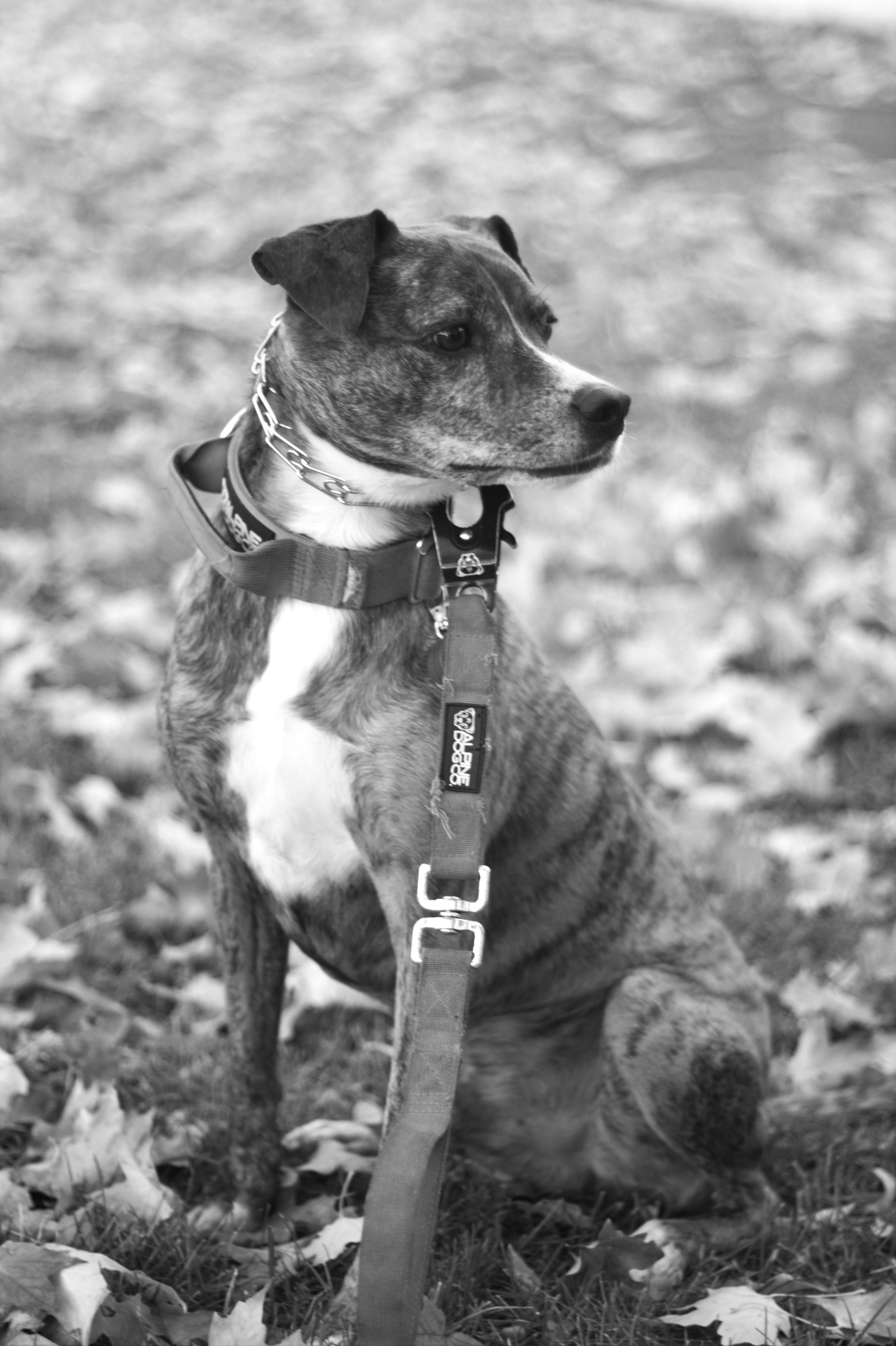 Flea And Tick Collar Photos, Download The BEST Free Flea And Tick ...