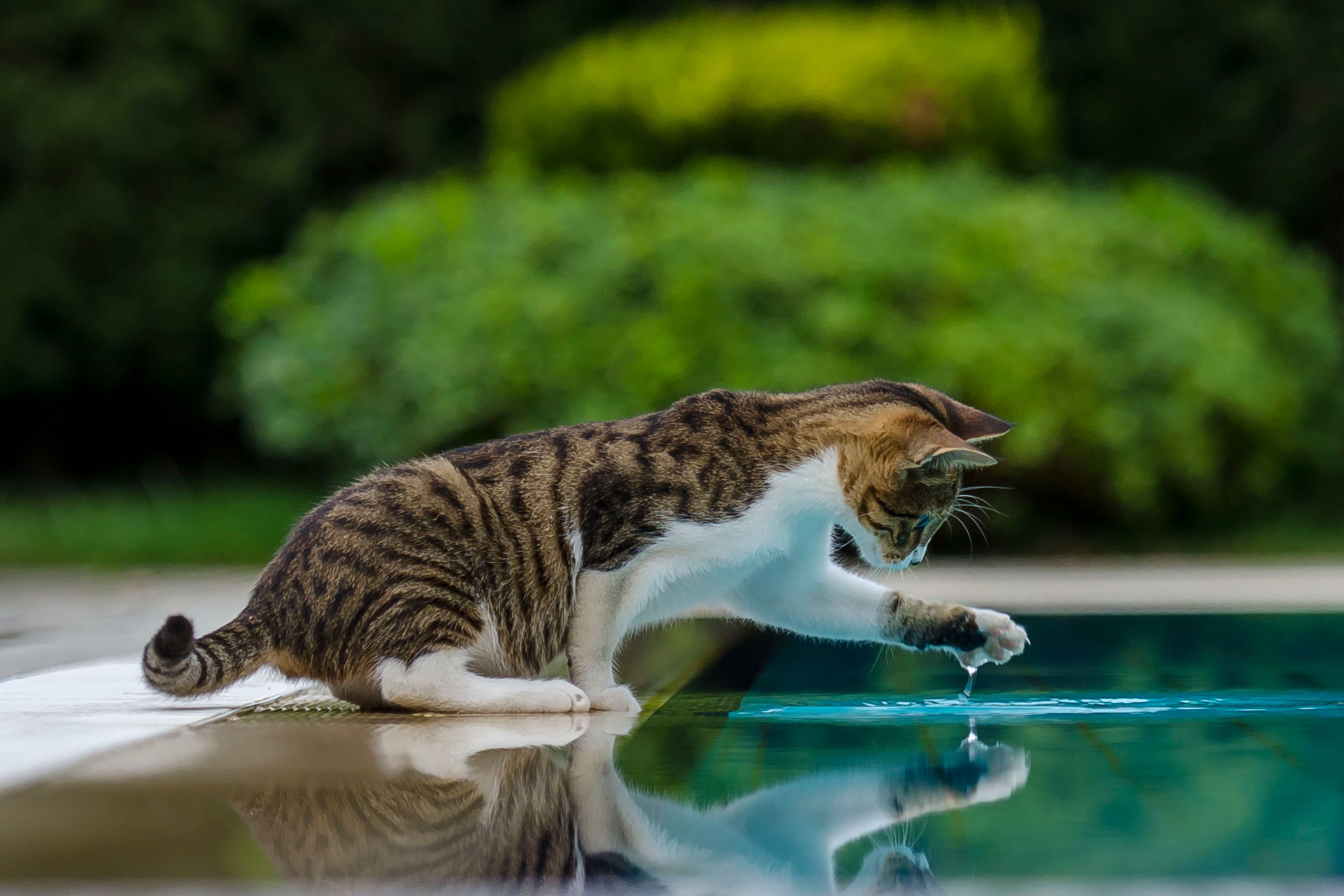 Con Mèo Tò Mò Chơi đùa Bên Hình Phản Chiếu Của Hồ Bơi · Ảnh có sẵn miễn phí