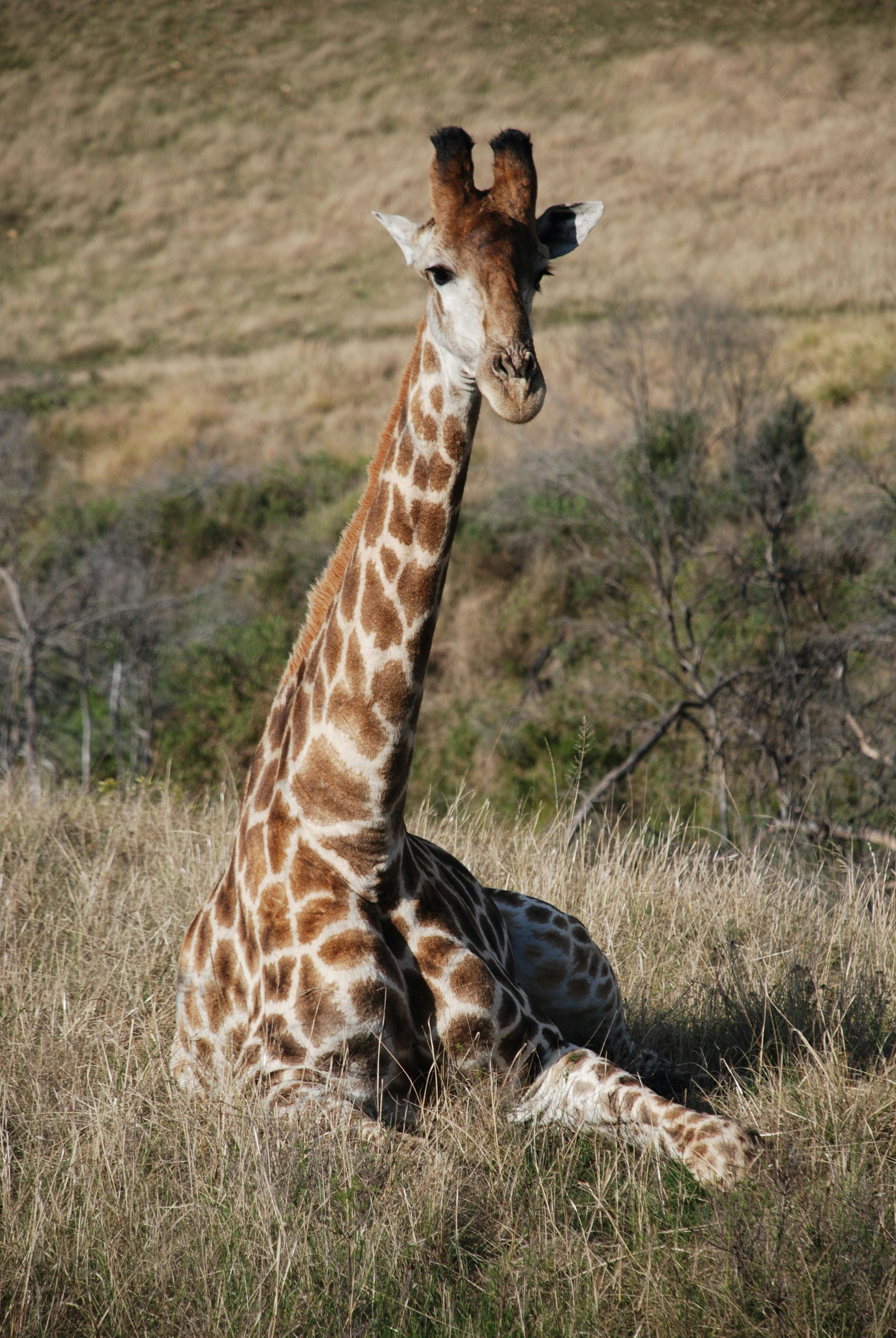 Young Giraffe Resting in African Savanna · Free Stock Photo