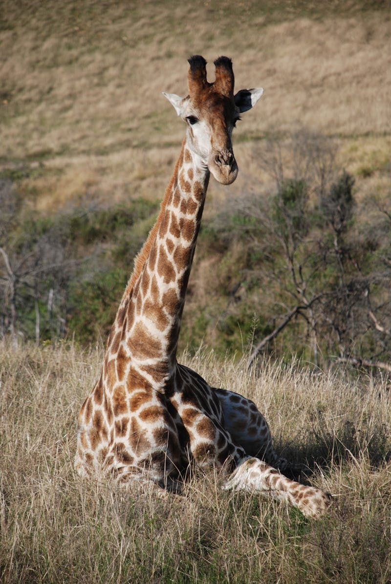 Baby Giraffe Photos, Download The BEST Free Baby Giraffe Stock Photos ...