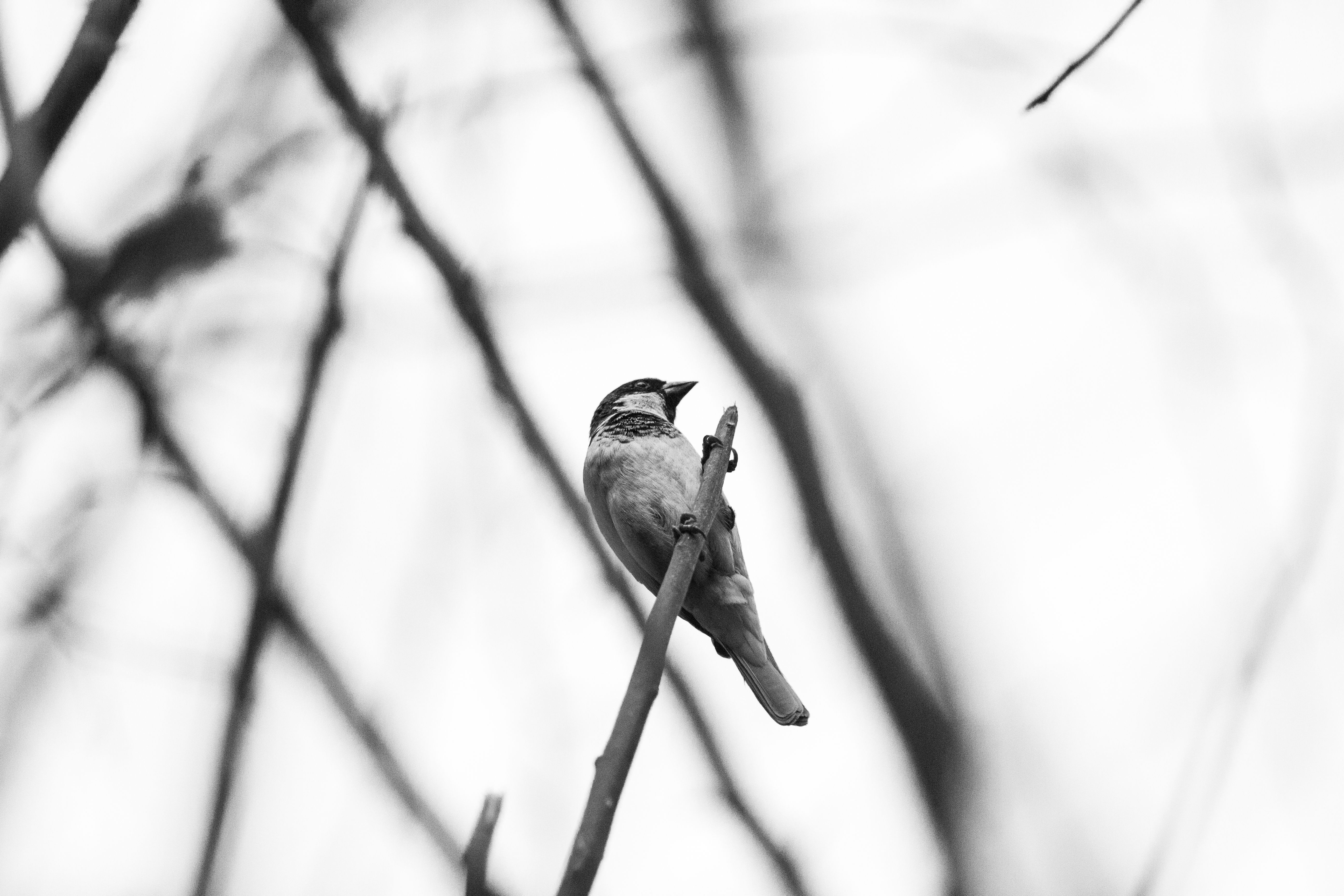 Black and White Sparrow on Tree Branch in Karachi · Free Stock Photo