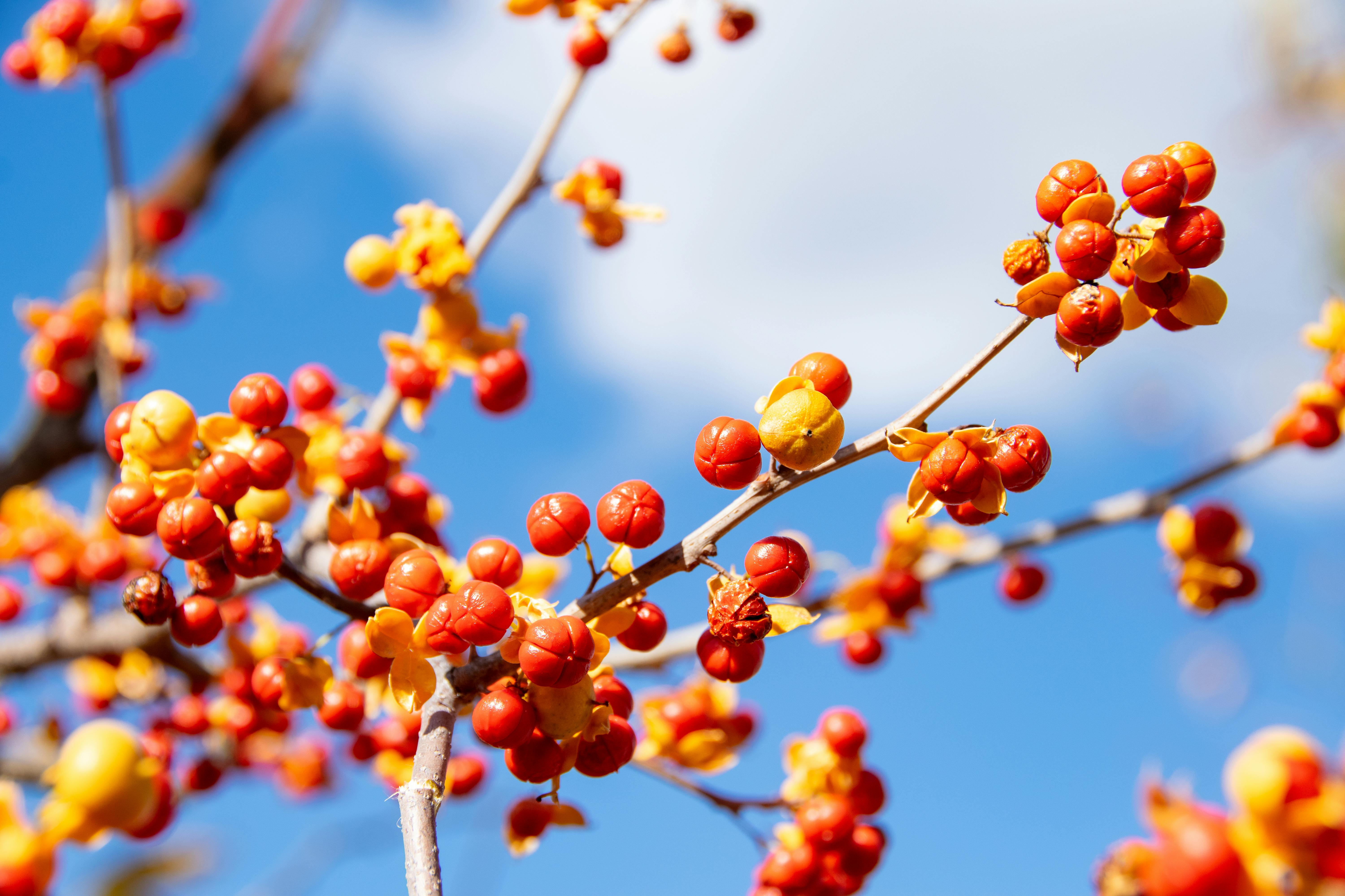 Vibrant Autumn Bittersweet Berries on Branch · Free Stock Photo