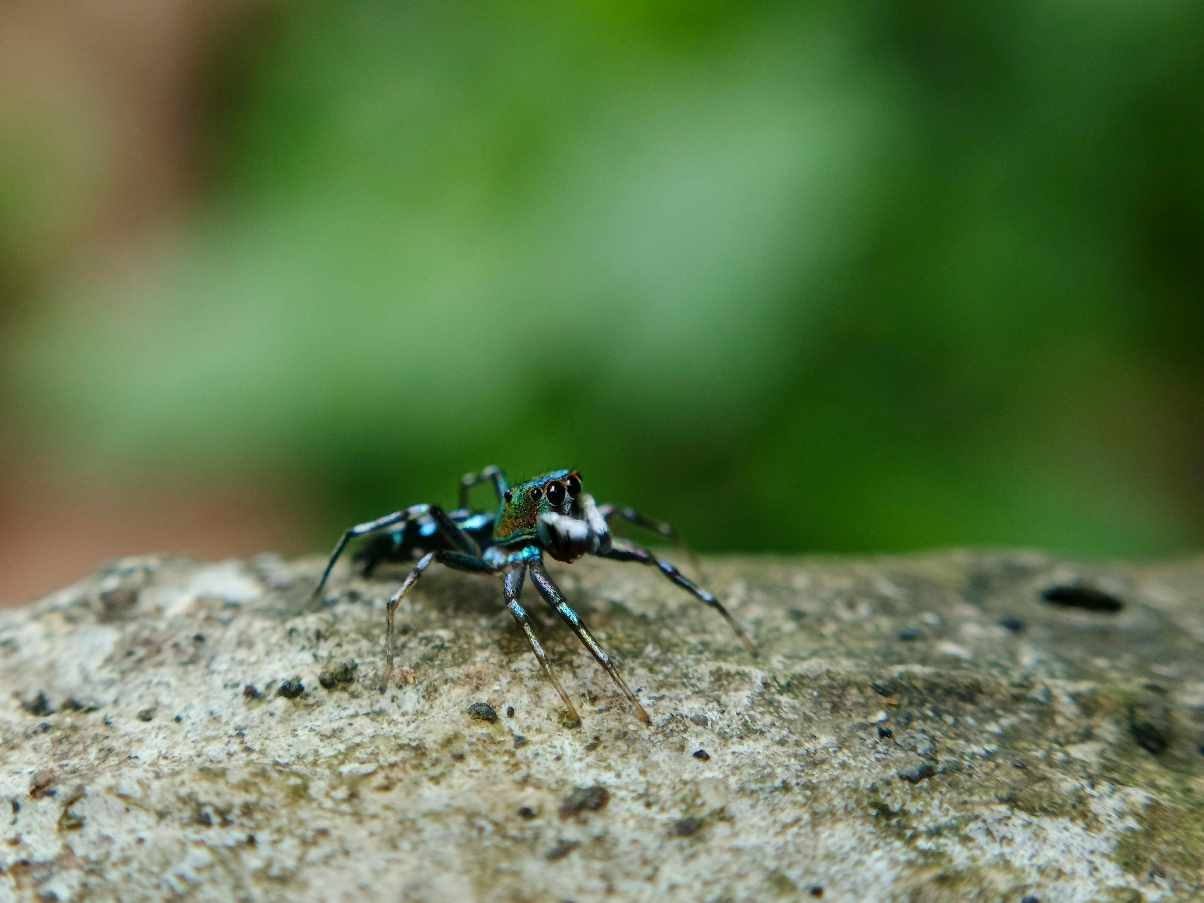 Close-Up of Colorful Spider on Rock in West Java · Free Stock Photo