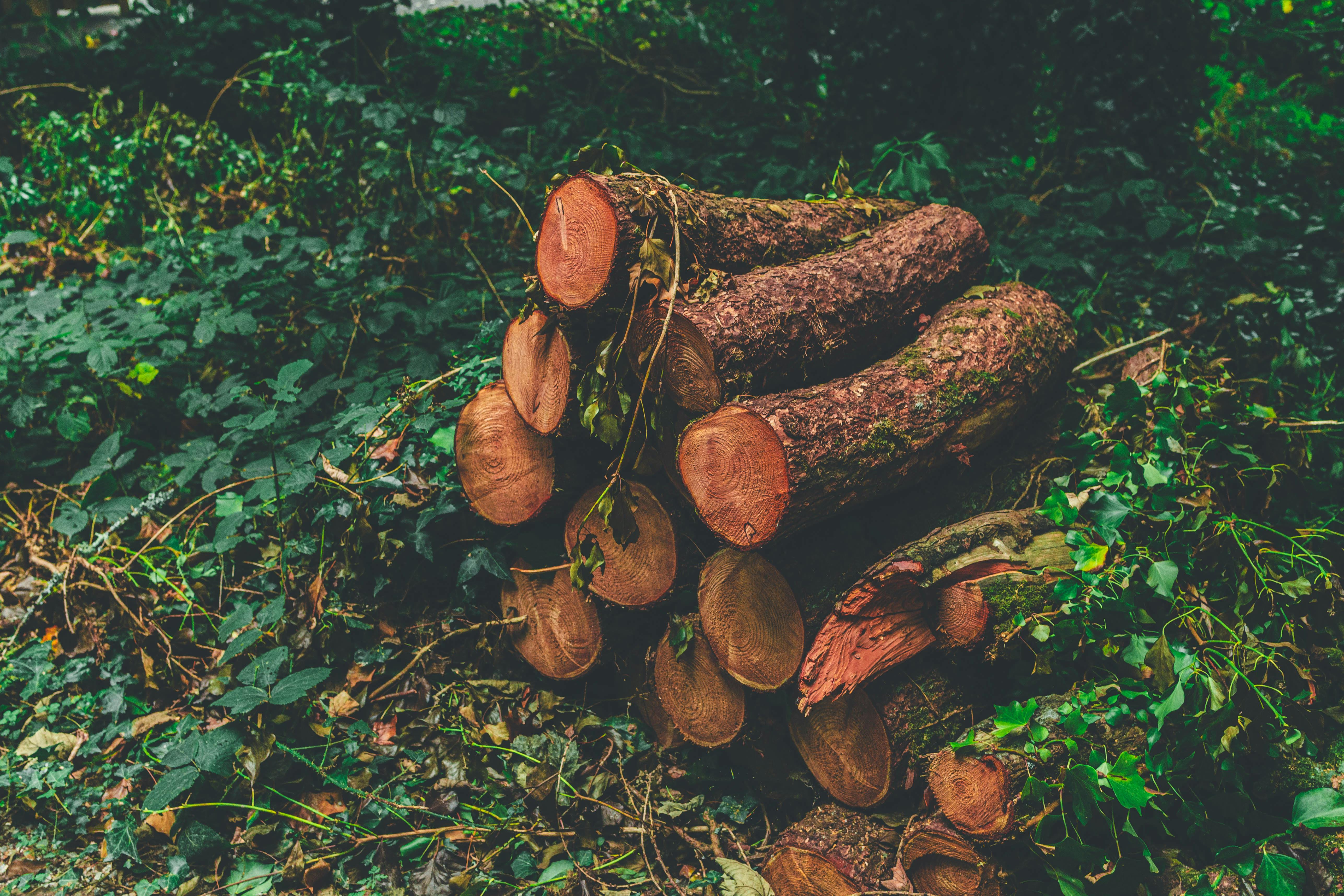Rustic Firewood Stack in Lush Forest Setting · Free Stock Photo