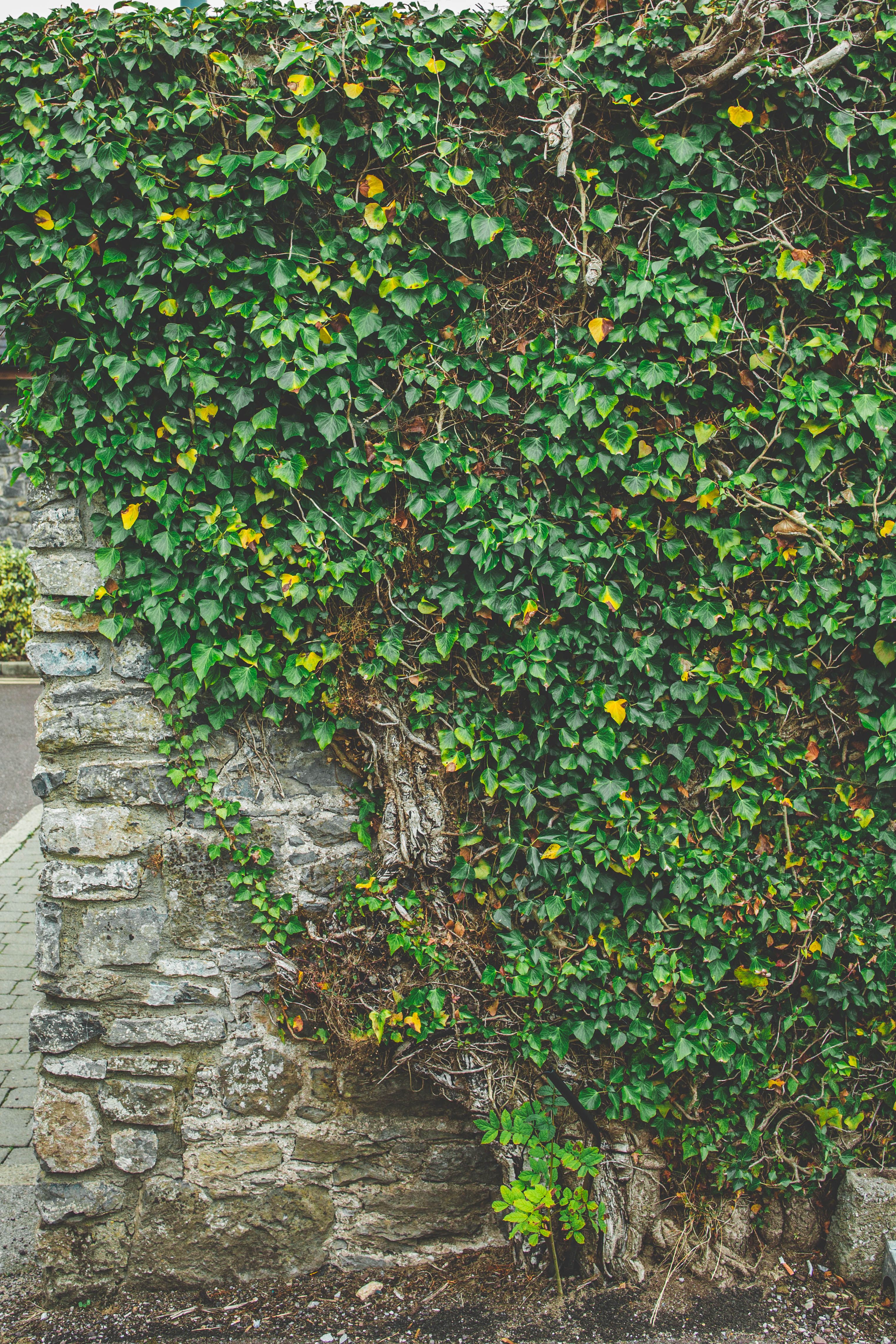 Lush Ivy-Covered Wall in Rural Ireland · Free Stock Photo