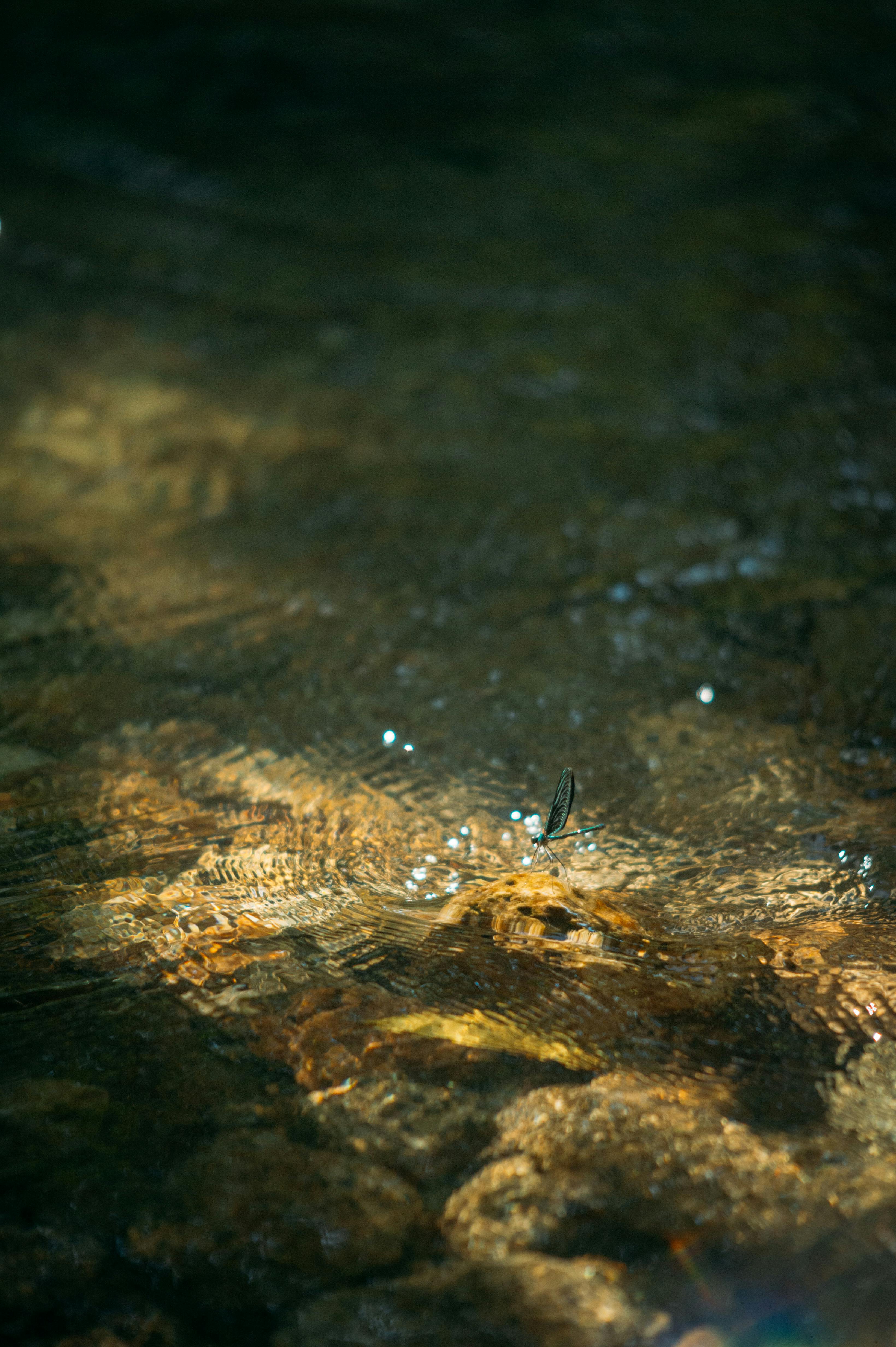 Unpolluted River Photos, Download The BEST Free Unpolluted River Stock ...