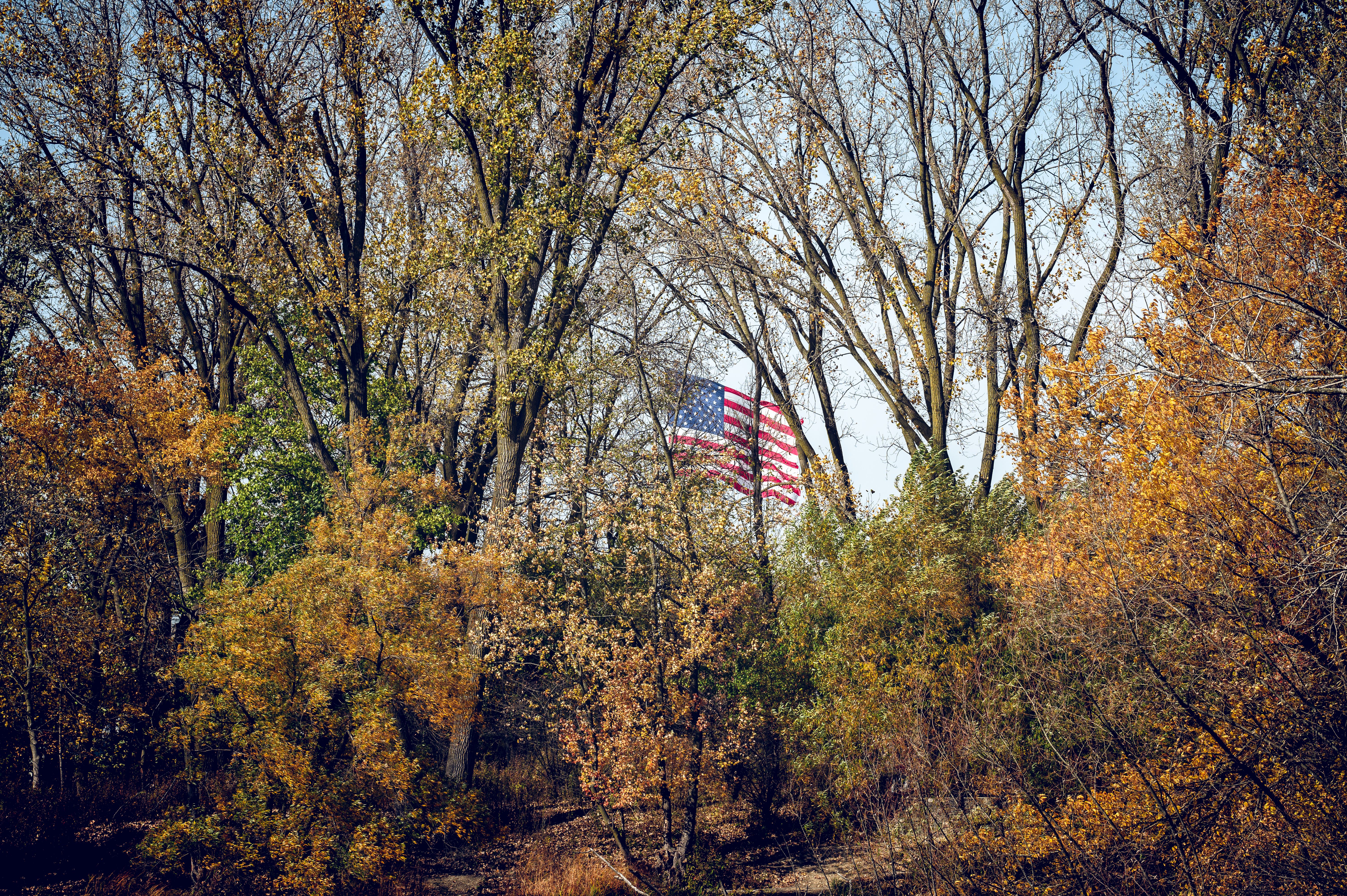 American Flag Among Vibrant Fall Trees in Chicago · Free Stock Photo