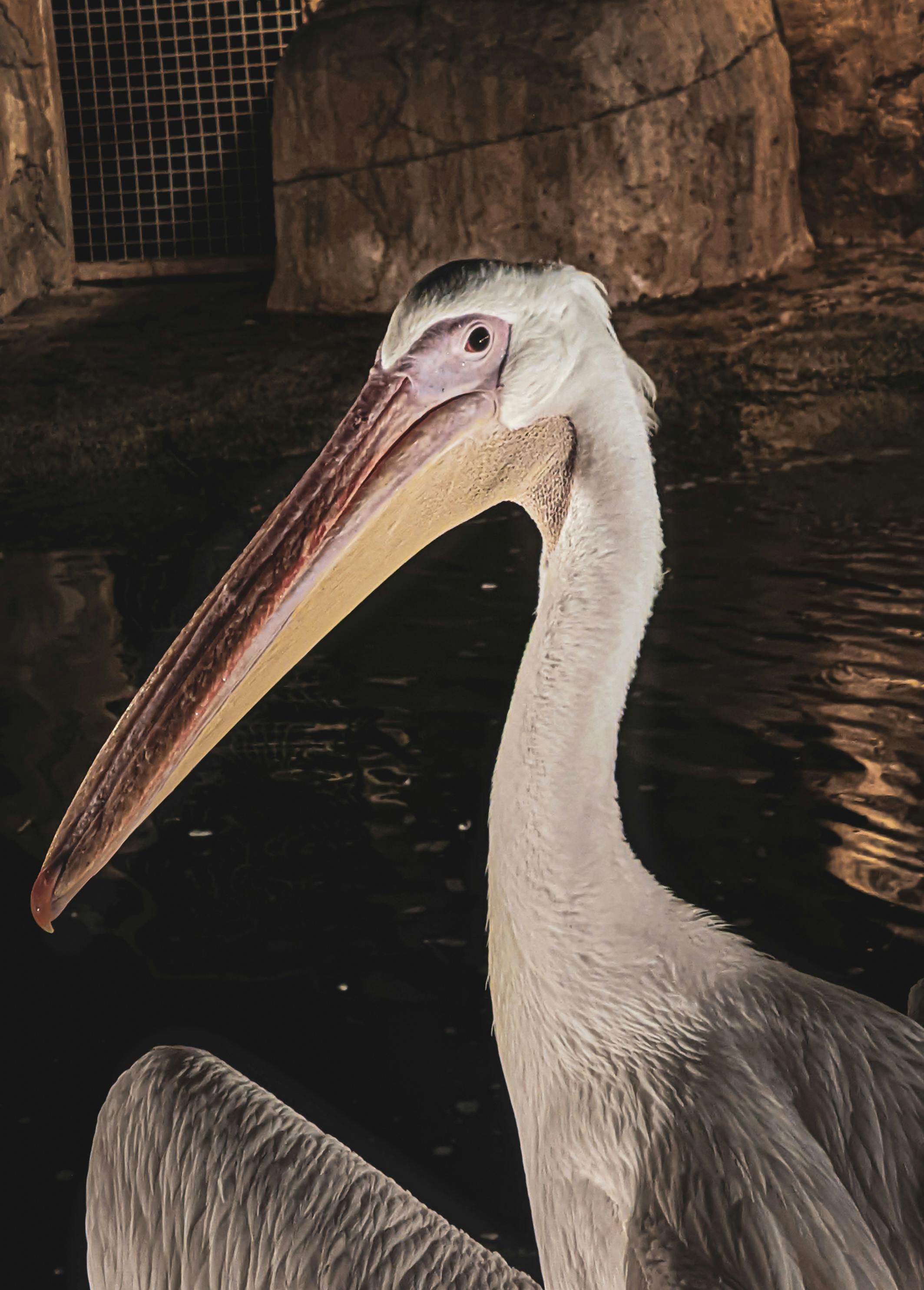 Pelican Launch Photos, Download The BEST Free Pelican Launch Stock Photos & HD Images