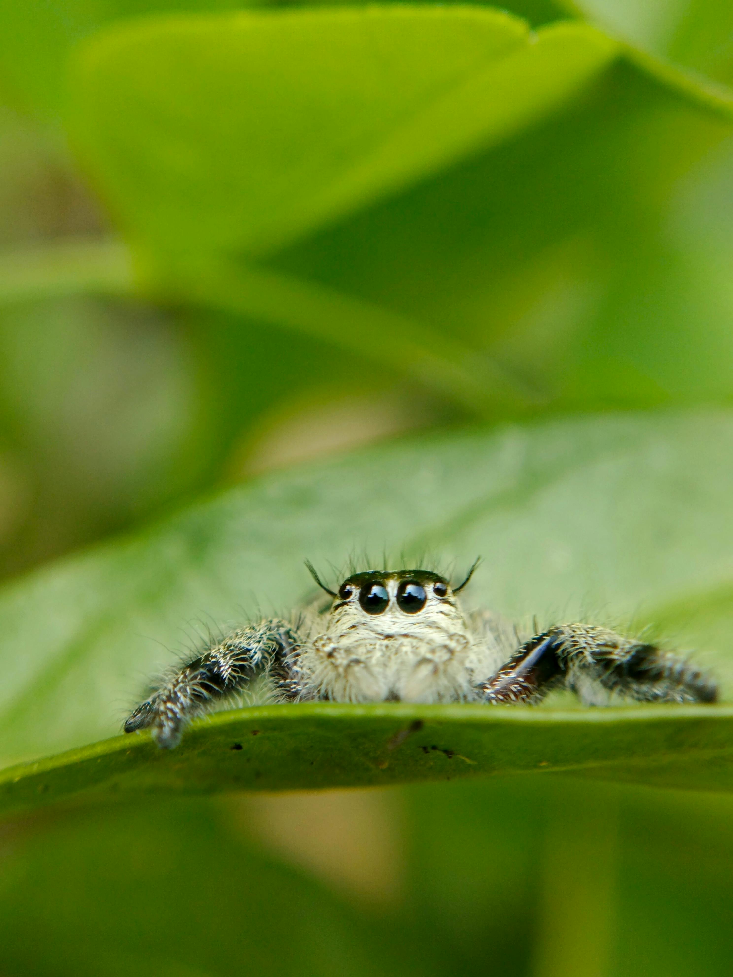 Cute Jumping Spiders Photos, Download The BEST Free Cute Jumping ...