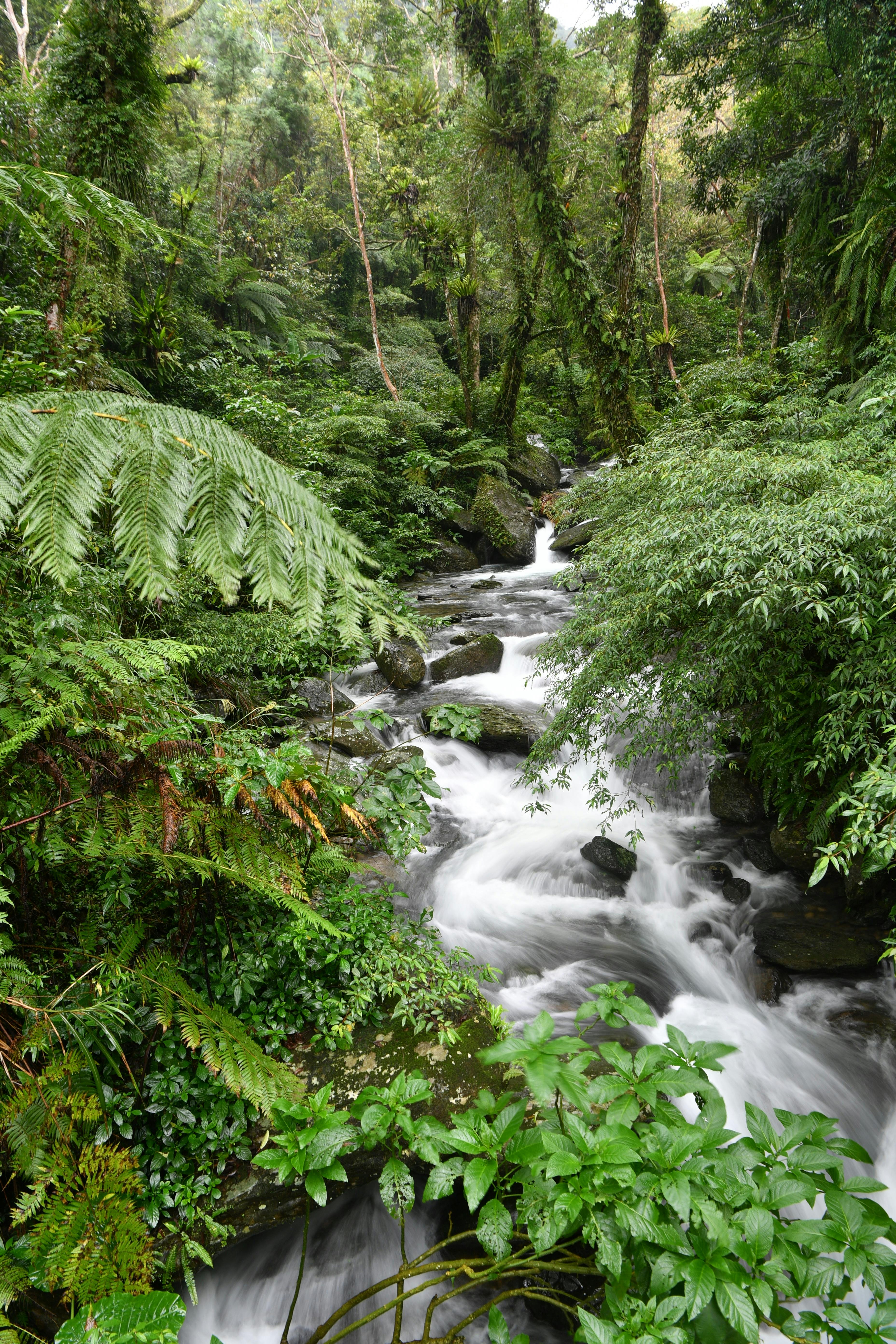 Cluster Waterfalls Surrounded With Trees · Free Stock Photo