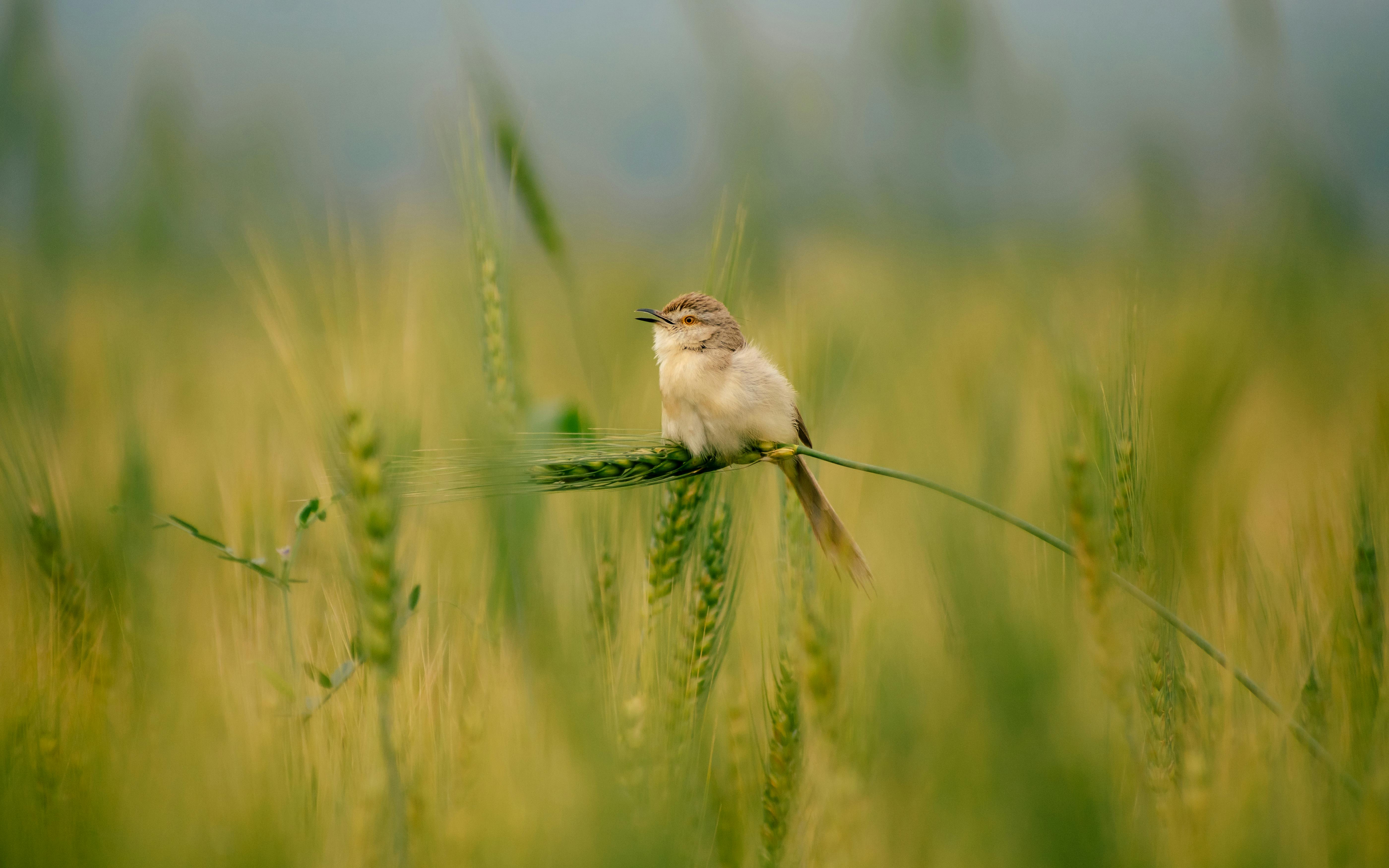 Bird On Wheat Photos, Download The BEST Free Bird On Wheat Stock Photos ...