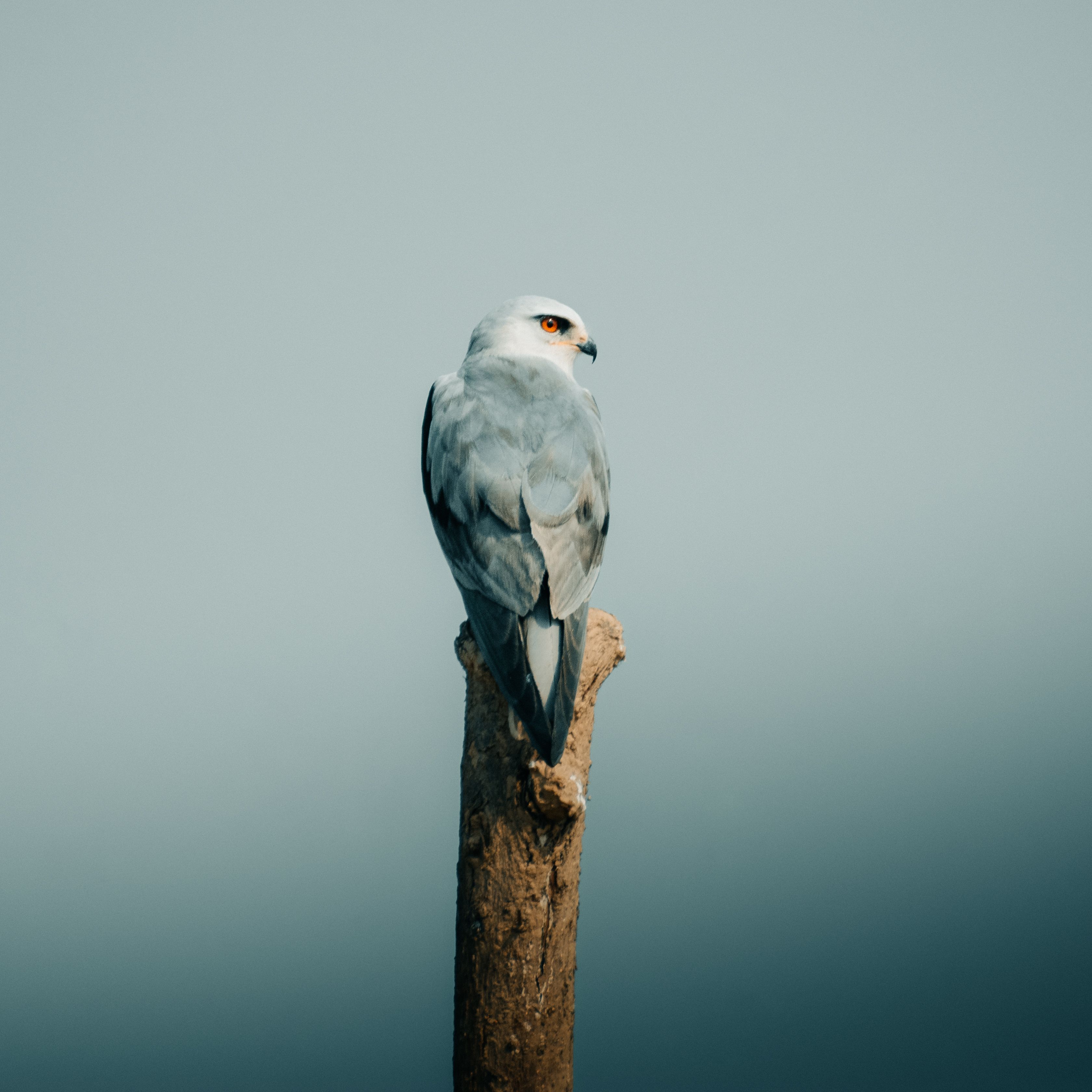 Falcon Celeste Photos, Download The BEST Free Falcon Celeste Stock ...