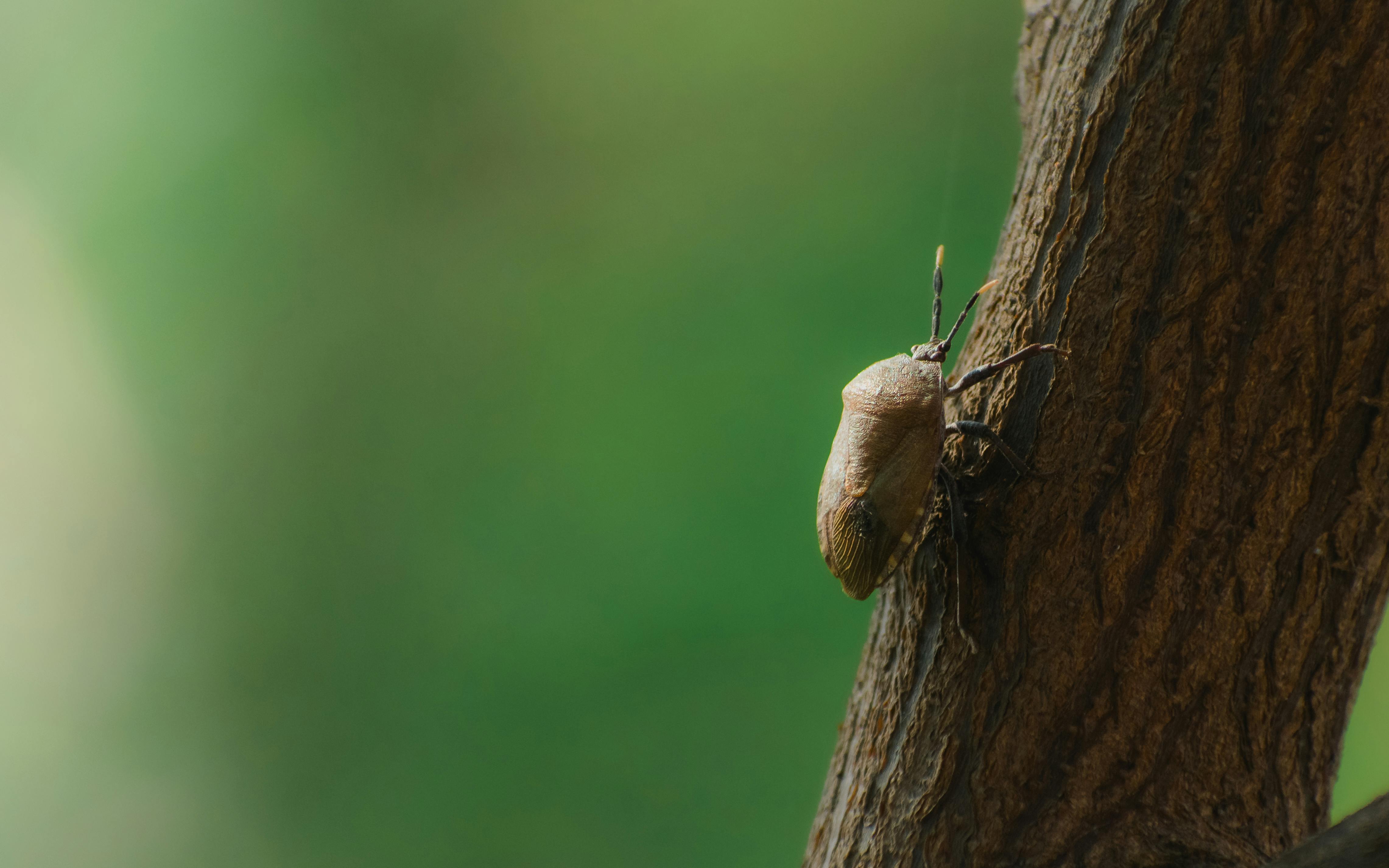 Captura Macro De Un Insecto Pardo Trepando La Corteza De Un árbol ...