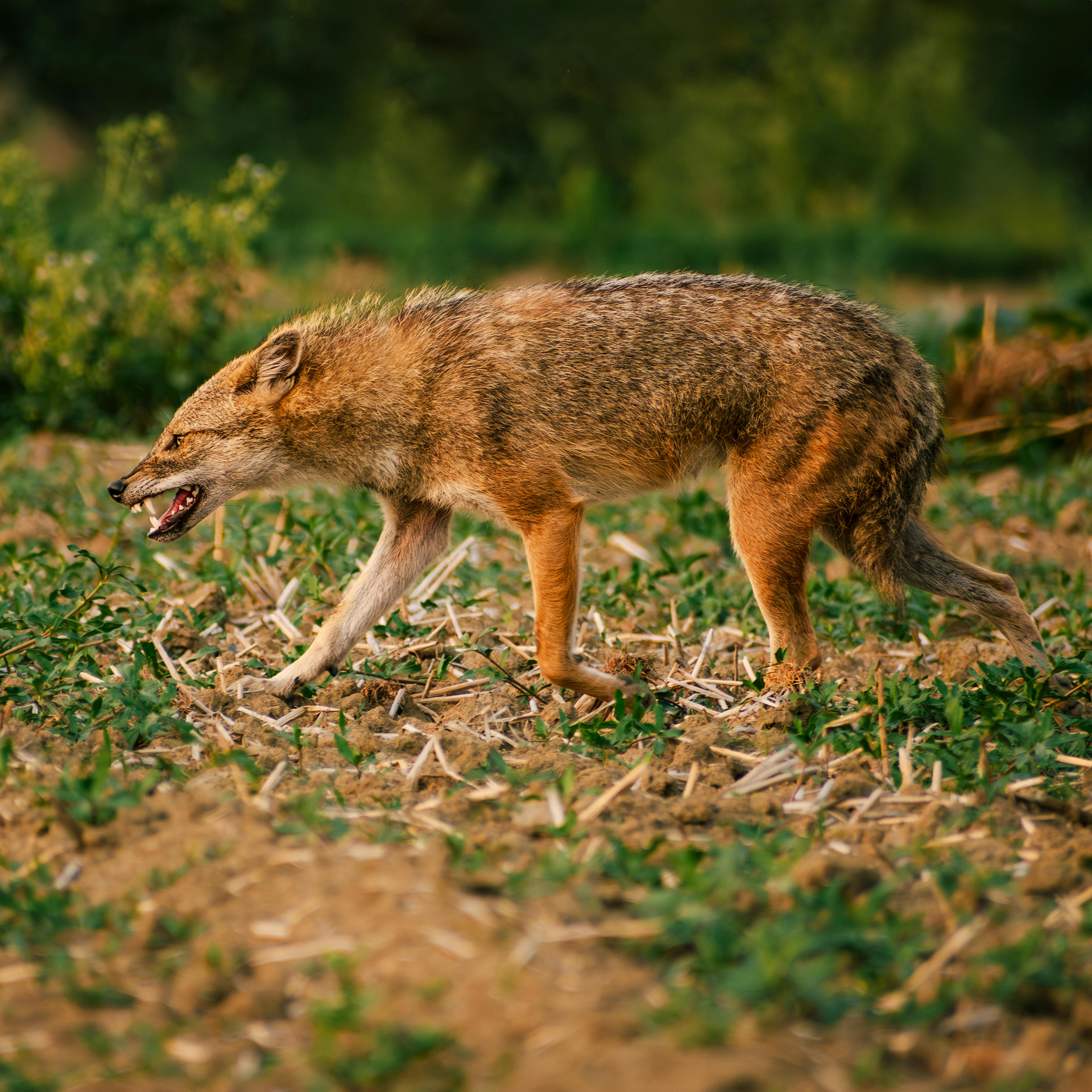 Animal Field Researchers Photos, Download The BEST Free Animal Field ...