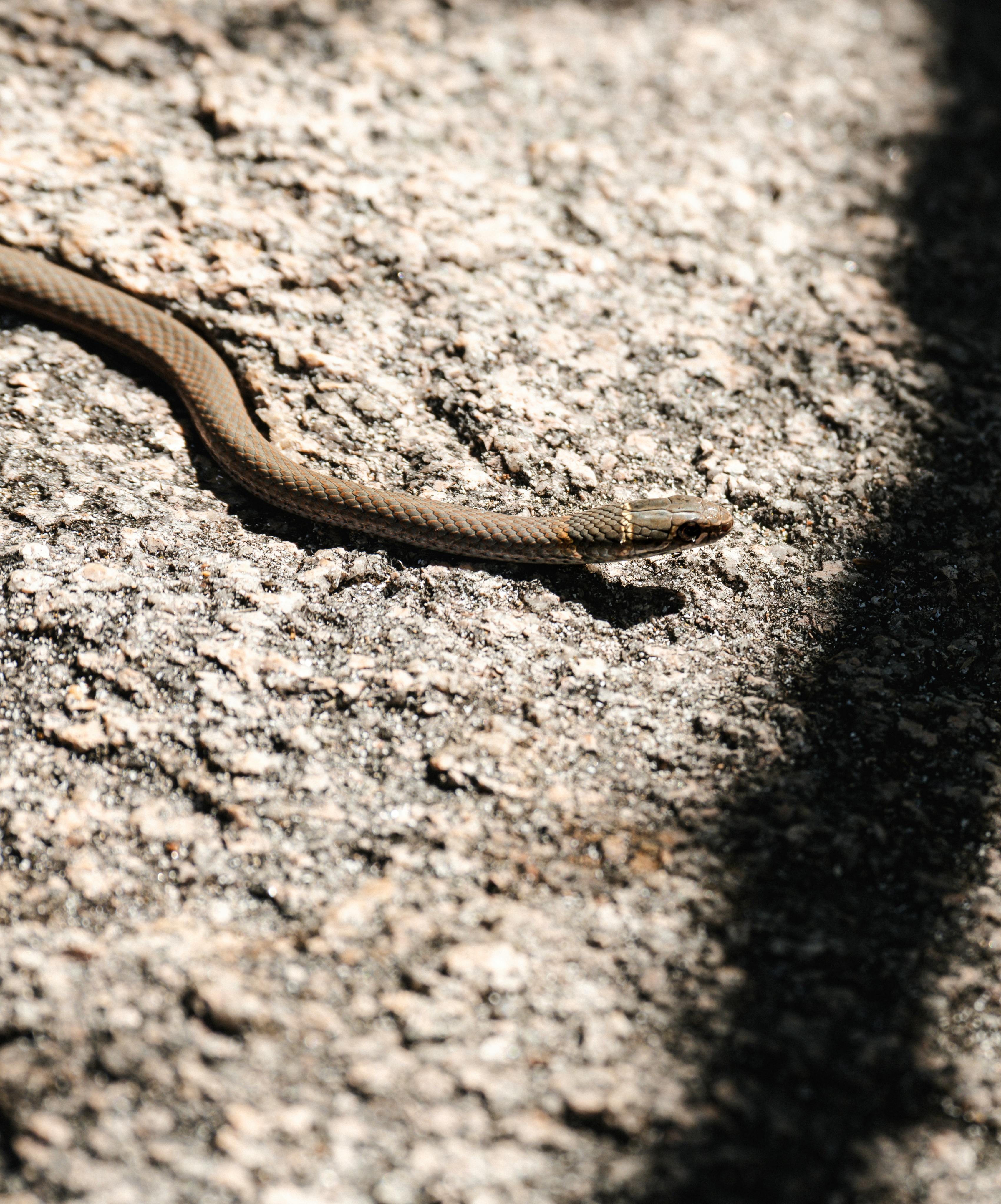 Close-up of Brown Snake on Rocky Surface · Free Stock Photo