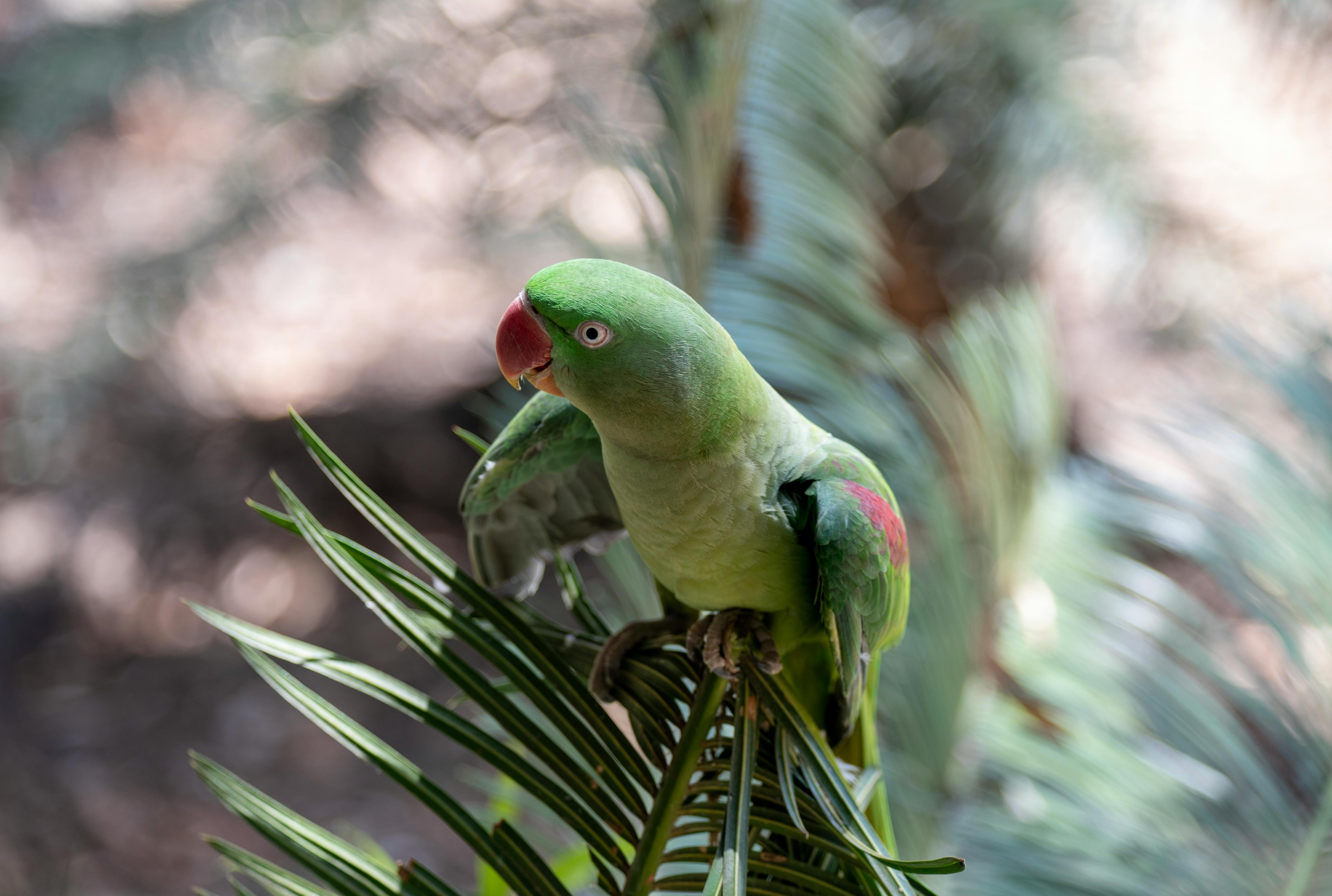 Vibrant Green Parrot in Natural Habitat · Free Stock Photo