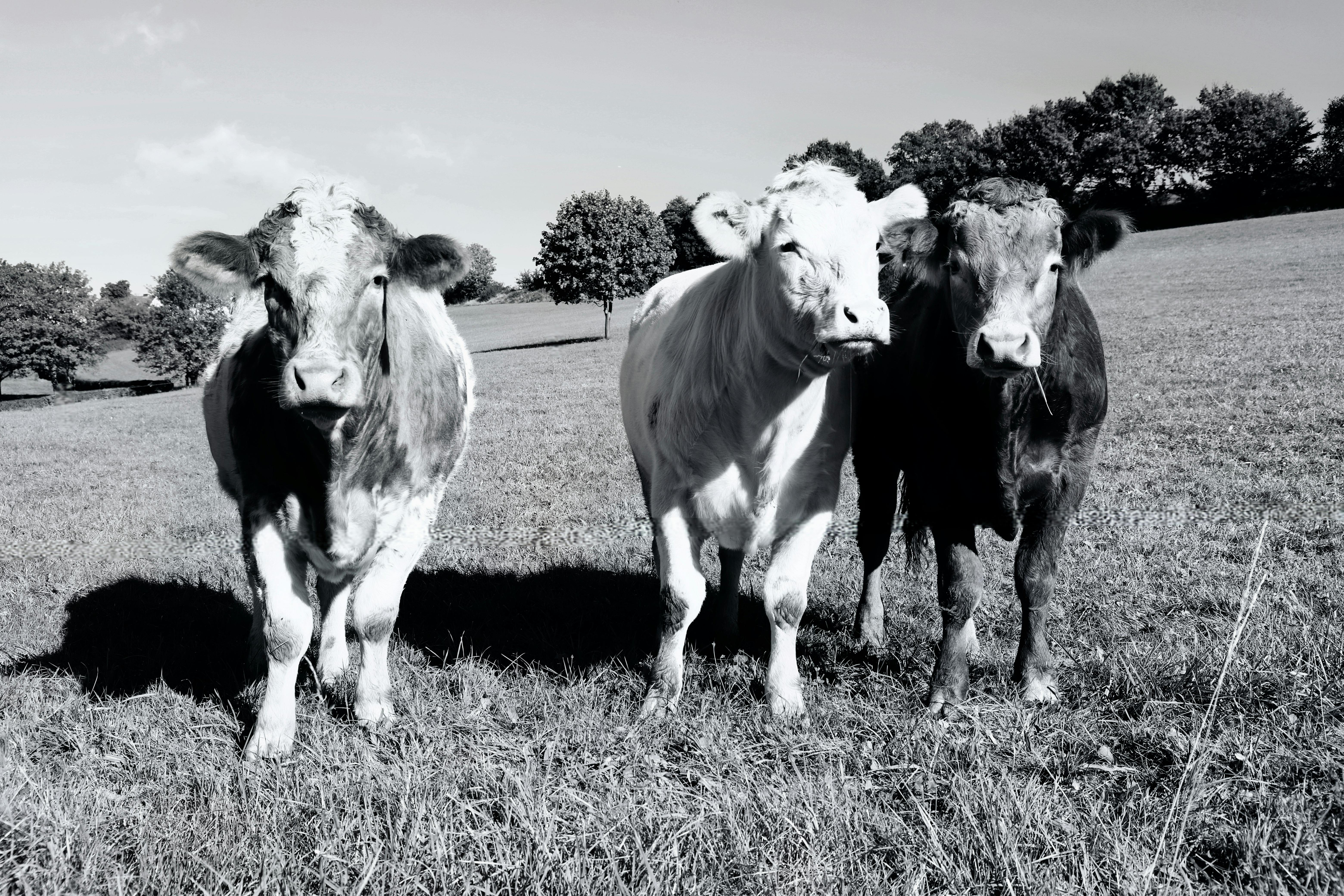 Cow Calls Photos, Download The BEST Free Cow Calls Stock Photos & HD Images