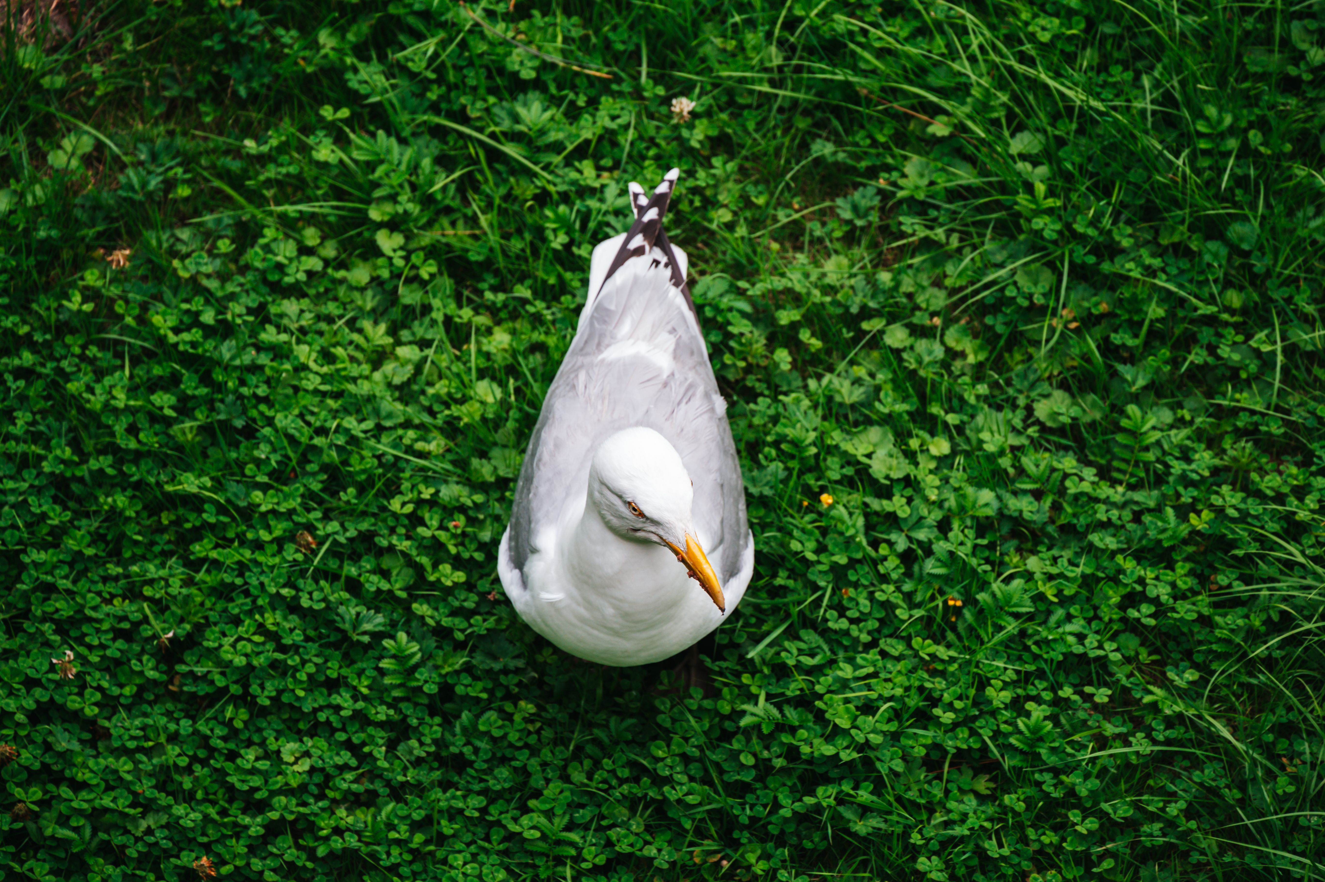 Seagull on Lush Green Grass Top View · Free Stock Photo