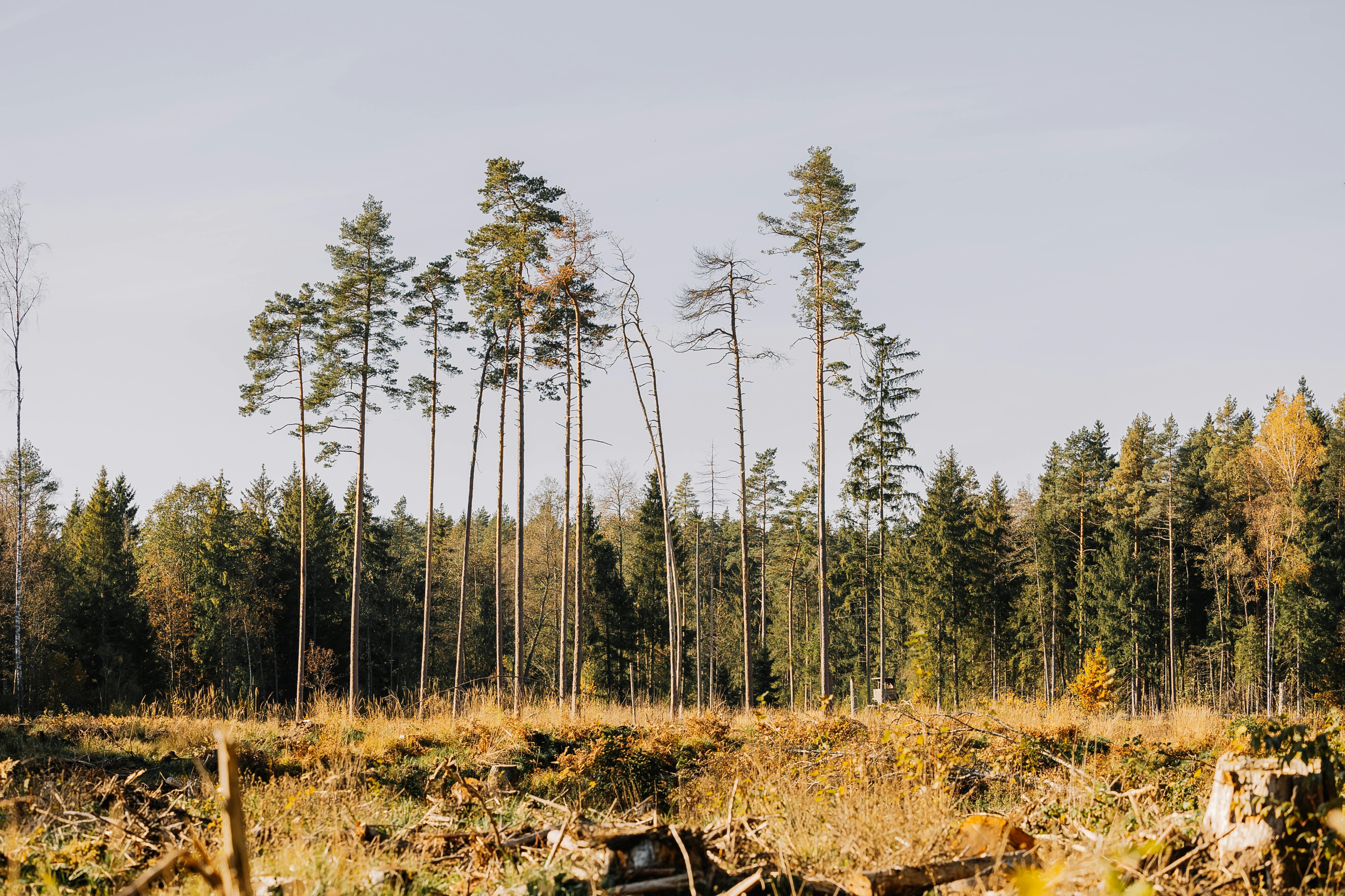 Serene Autumn Forest Clearing Under Blue Sky · Free Stock Photo