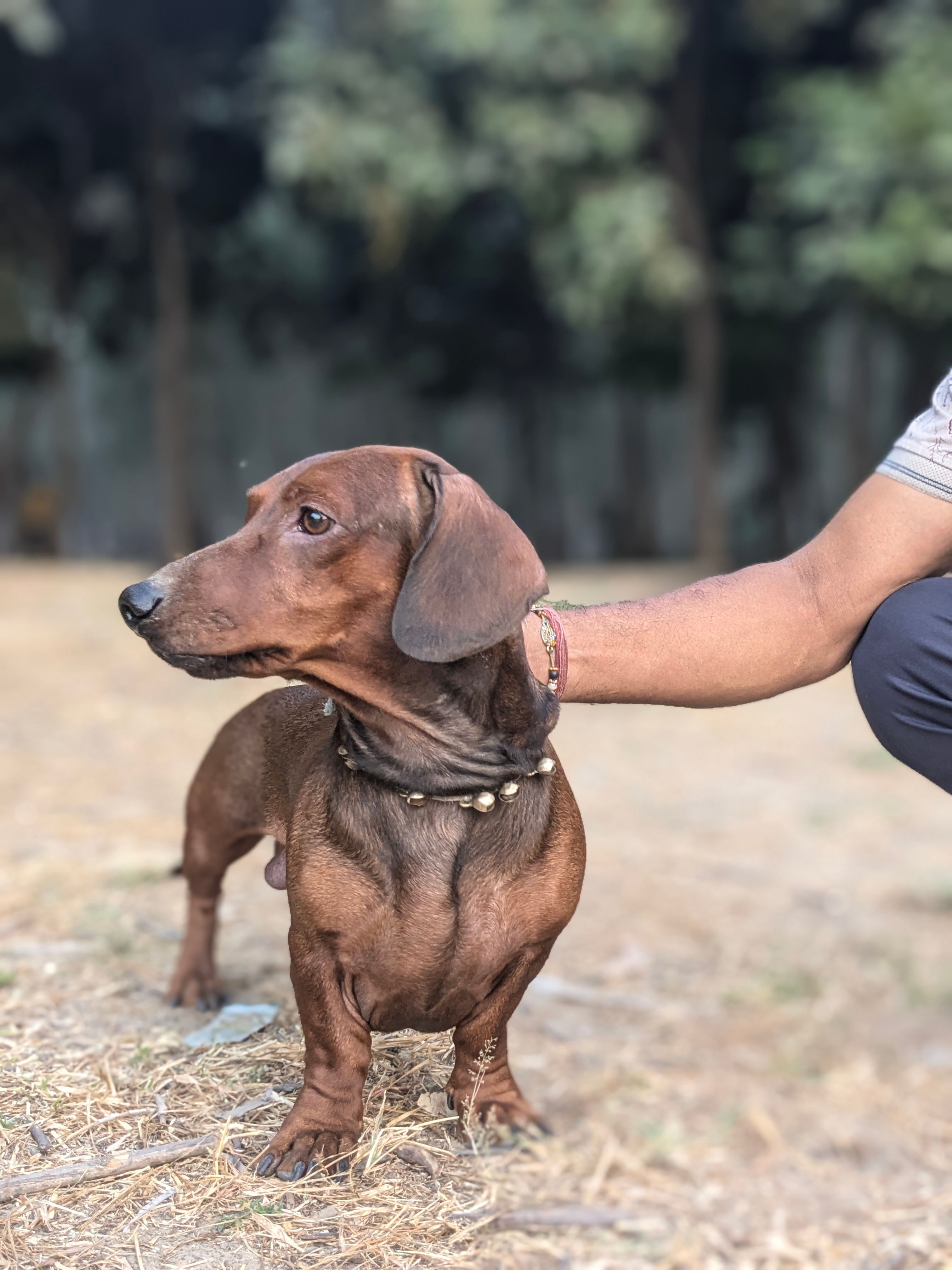 Daschund Dog Photos, Download The BEST Free Daschund Dog Stock Photos ...
