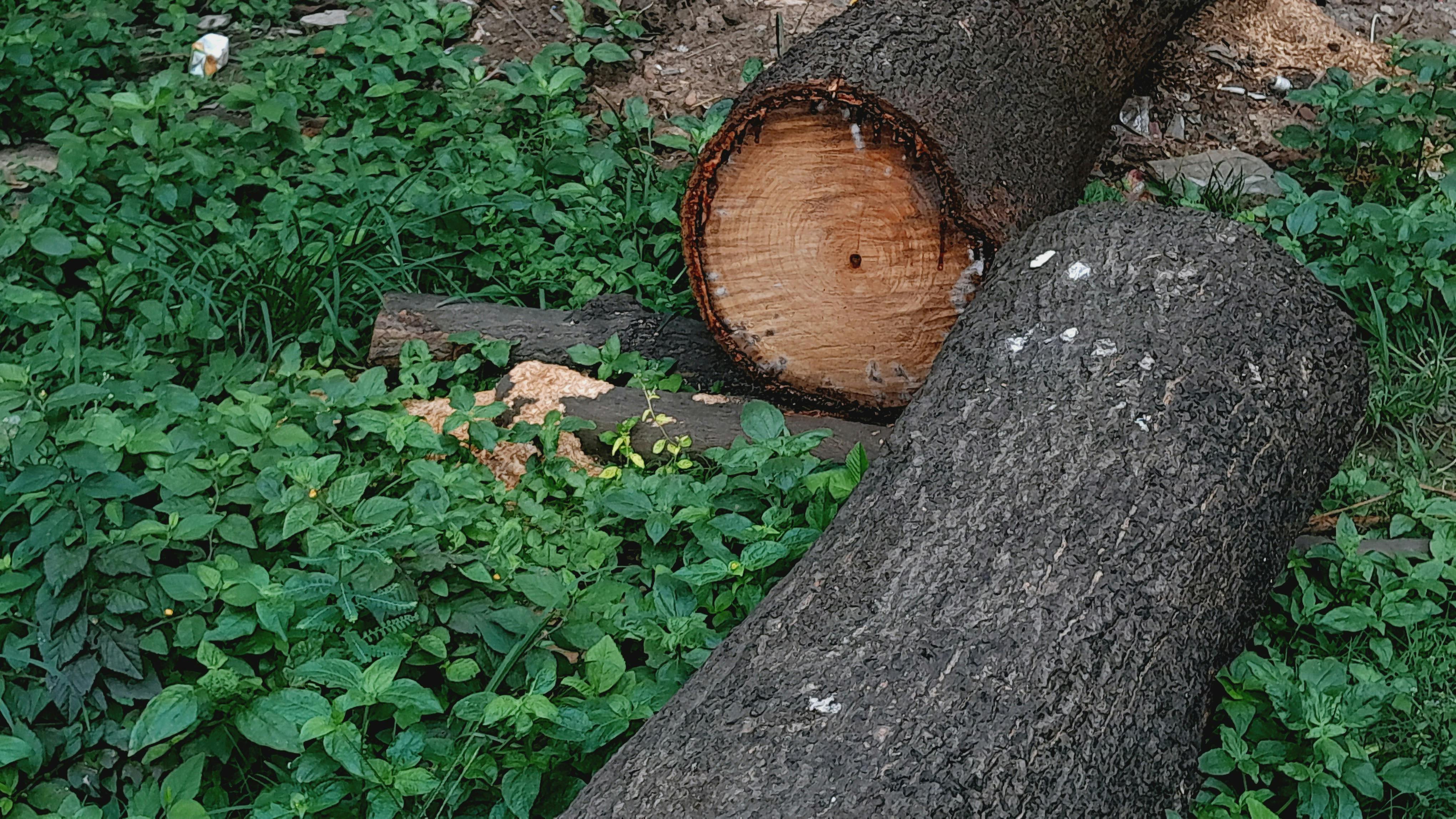Tree Log · Free Stock Photo