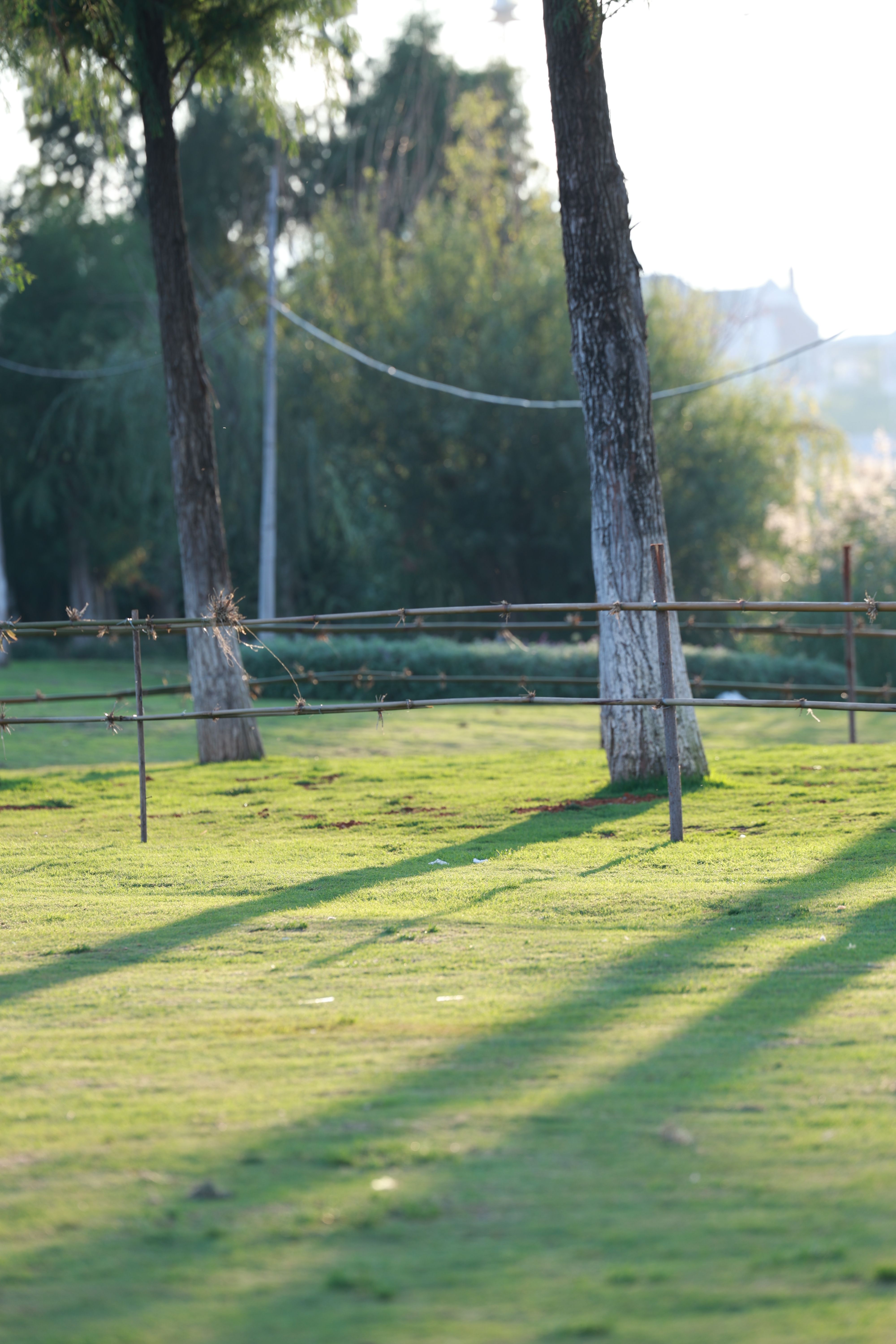 Paisaje Soleado De Parque Con árboles Y Sombras · Foto de stock gratuita