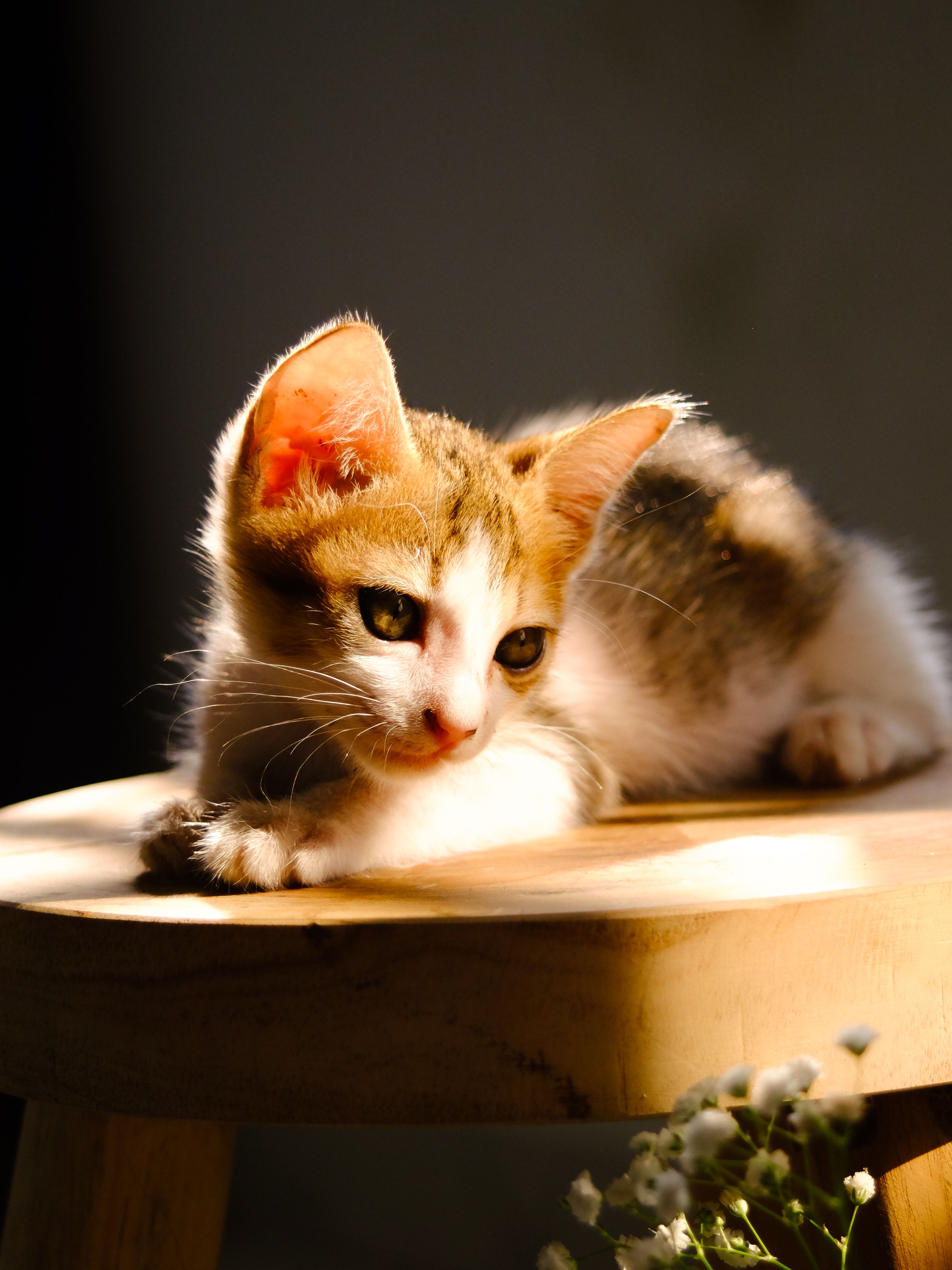 Adorable Gatito Atigrado Relajándose Bajo La Luz Del Sol · Foto de ...