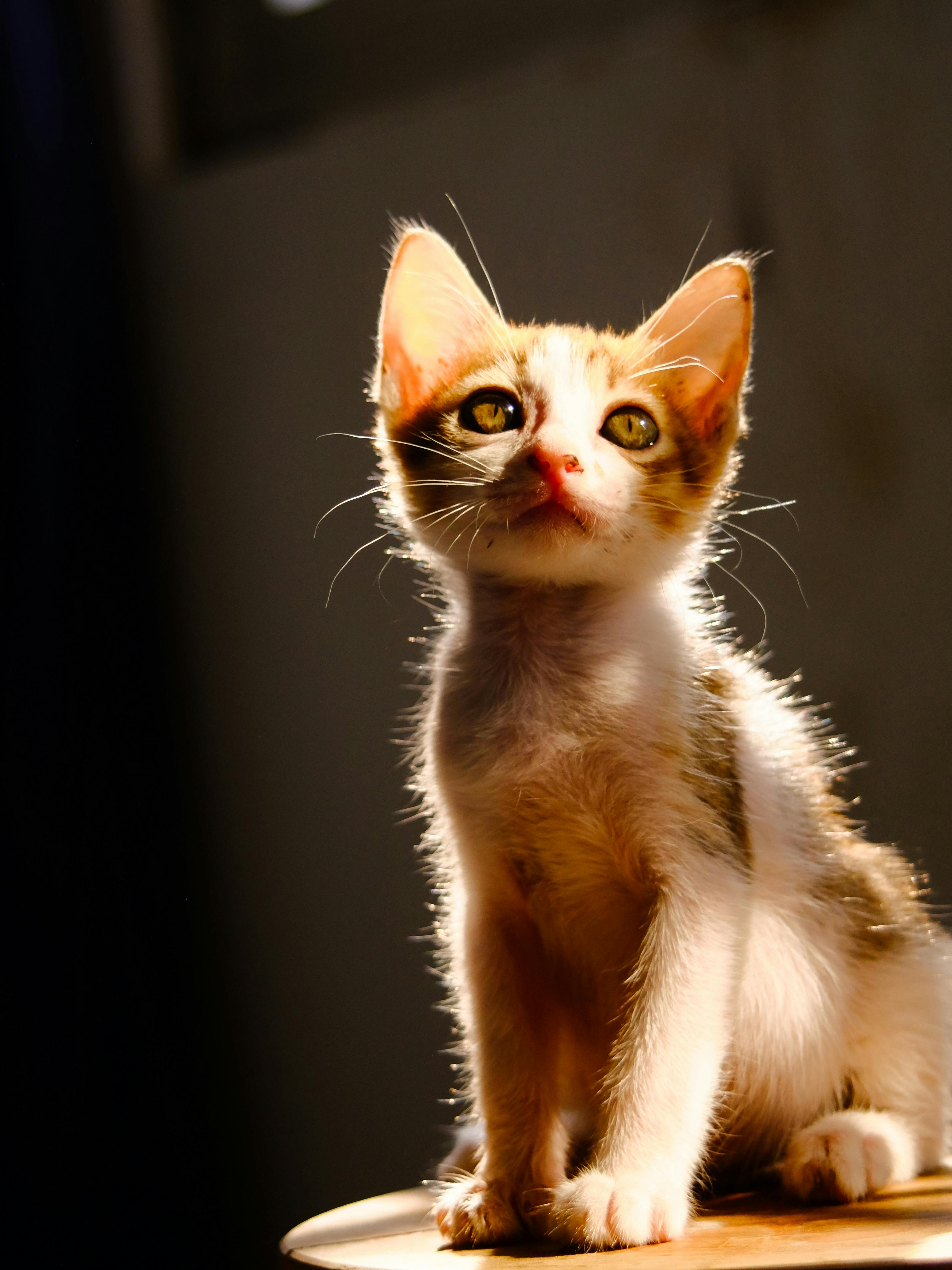 Anak Kucing Yang Menggemaskan Di Bawah Sinar Matahari Yang Hangat Di ...