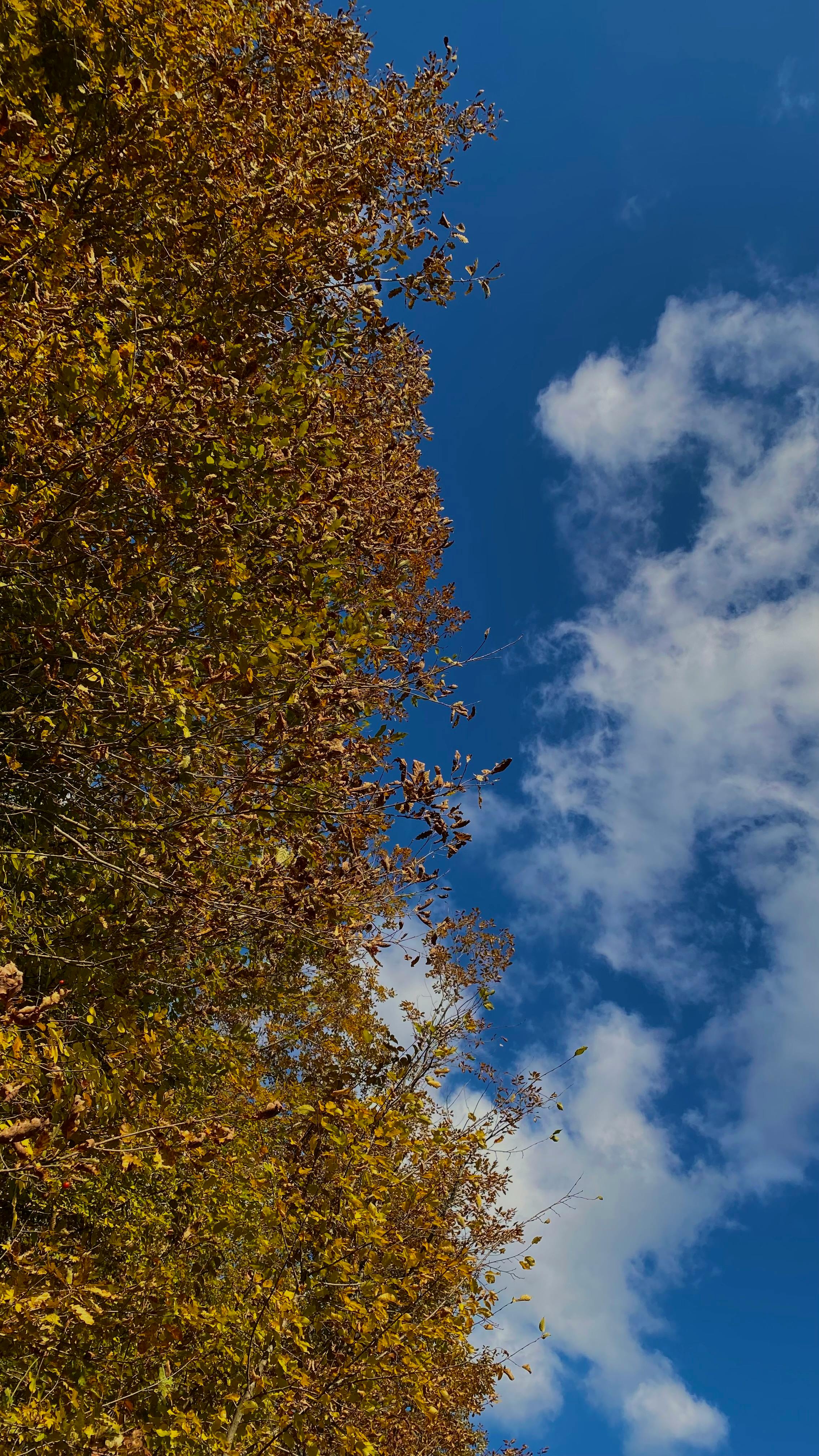 Fall Horizontal Background Photos, Download The BEST Free Fall ...