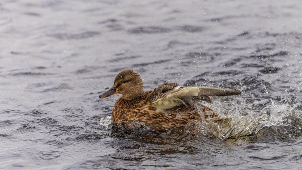 Bath Duck Photos, Download The BEST Free Bath Duck Stock Photos & HD Images