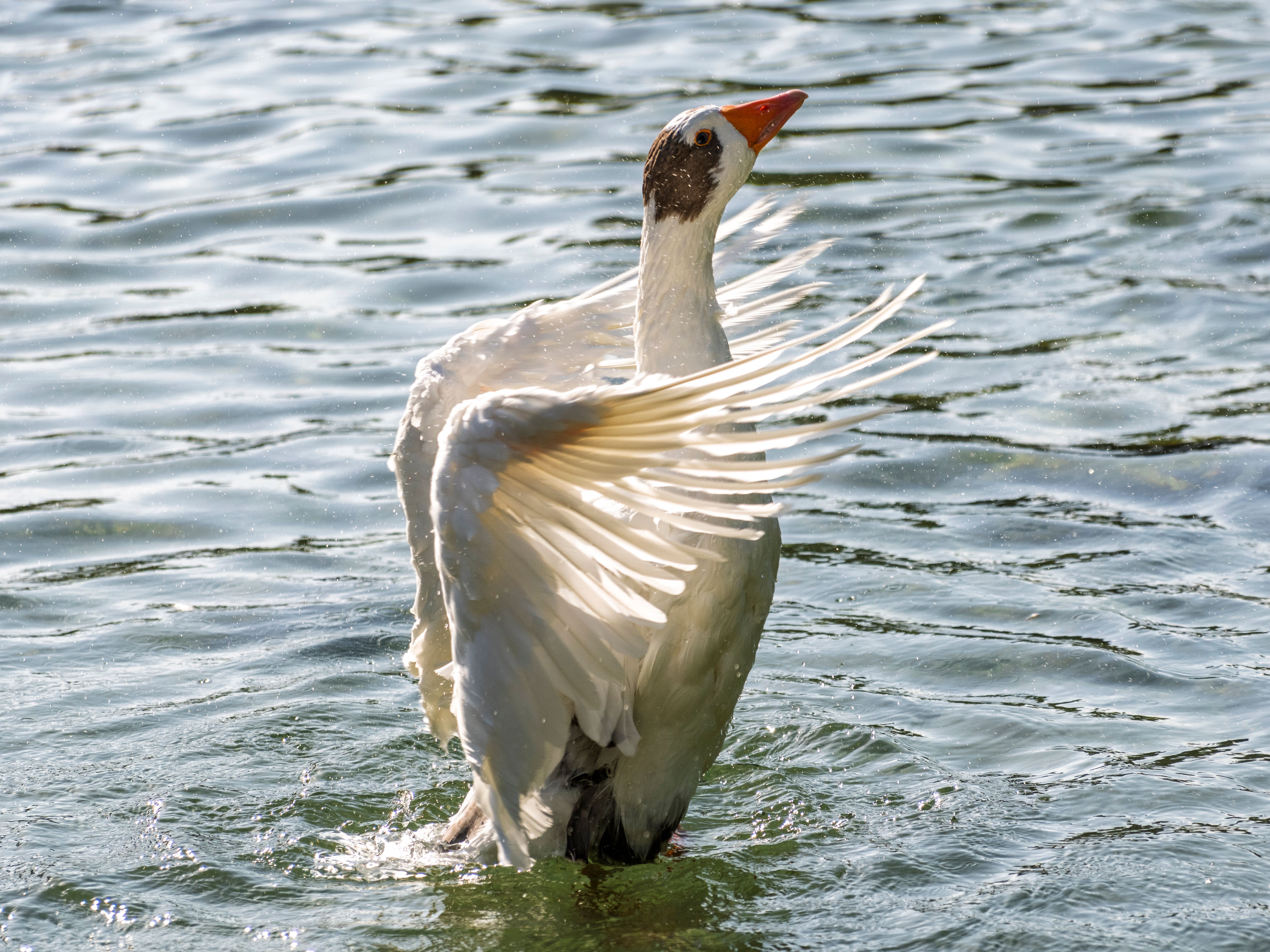 Un Elegante Ganso Desplegando Sus Alas En Un Lago Soleado · Foto de ...