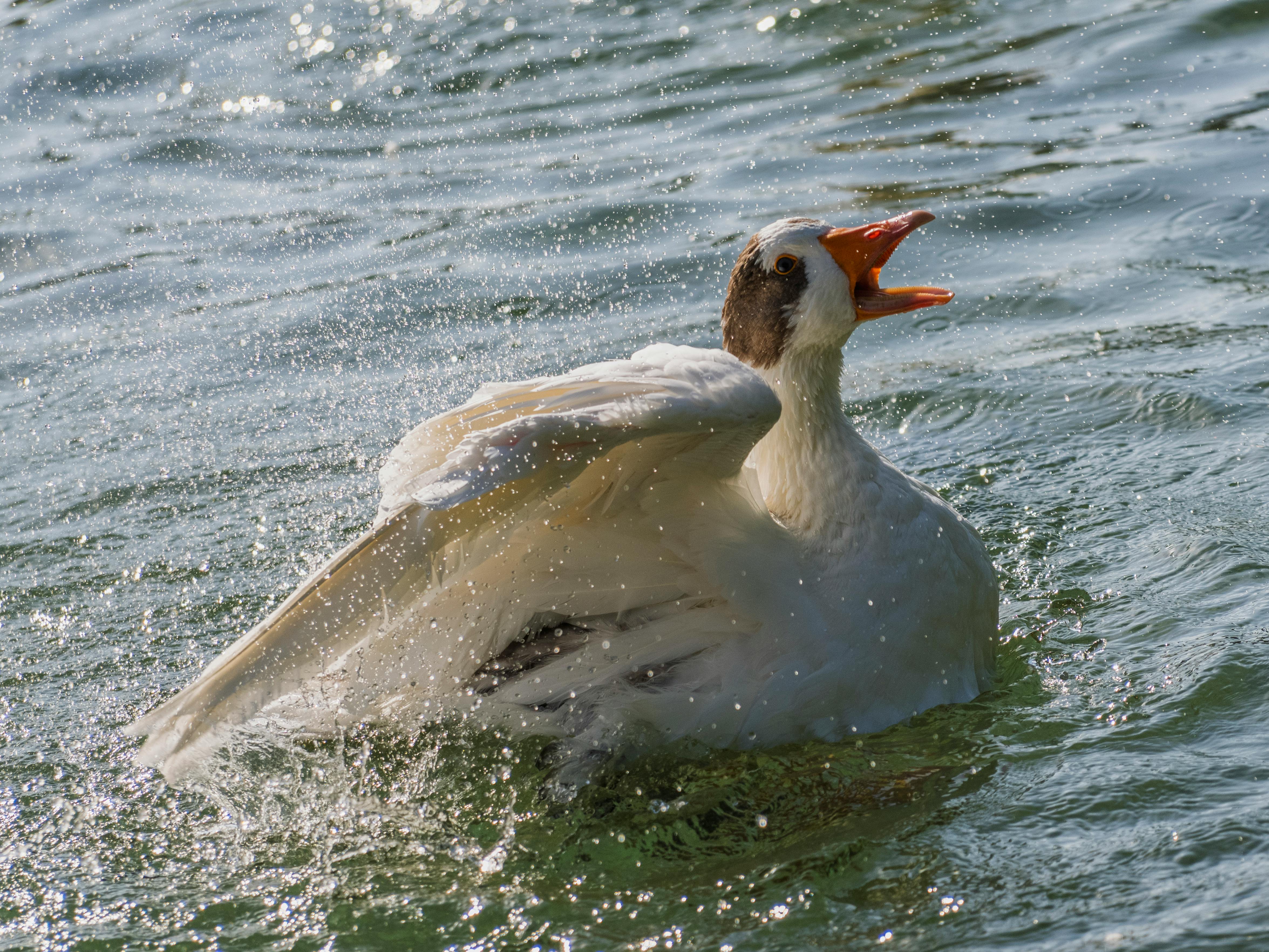 Goose Splashing in Sunlit Pond · Free Stock Photo