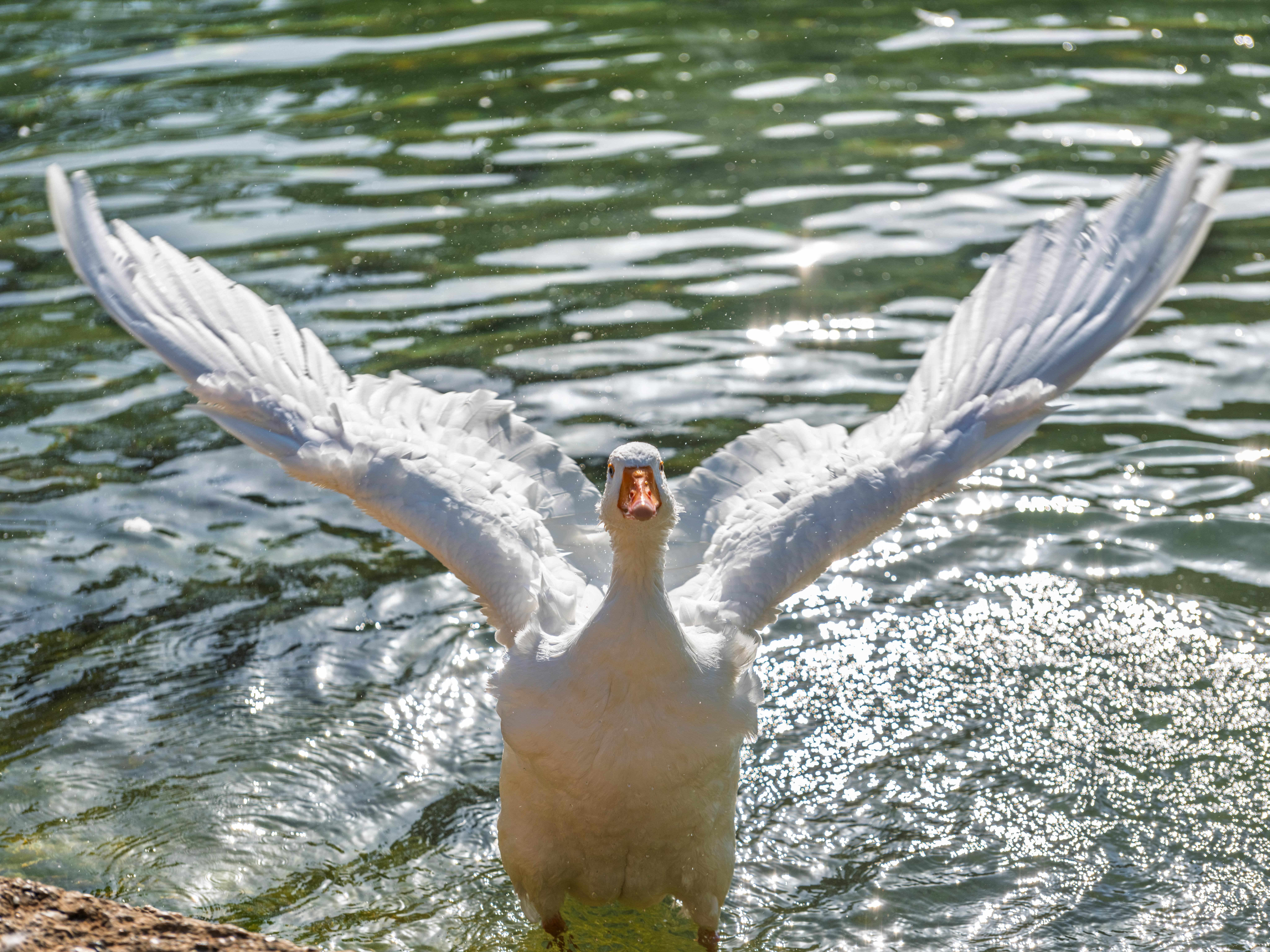 Animal Reflections Photos, Download The BEST Free Animal Reflections ...