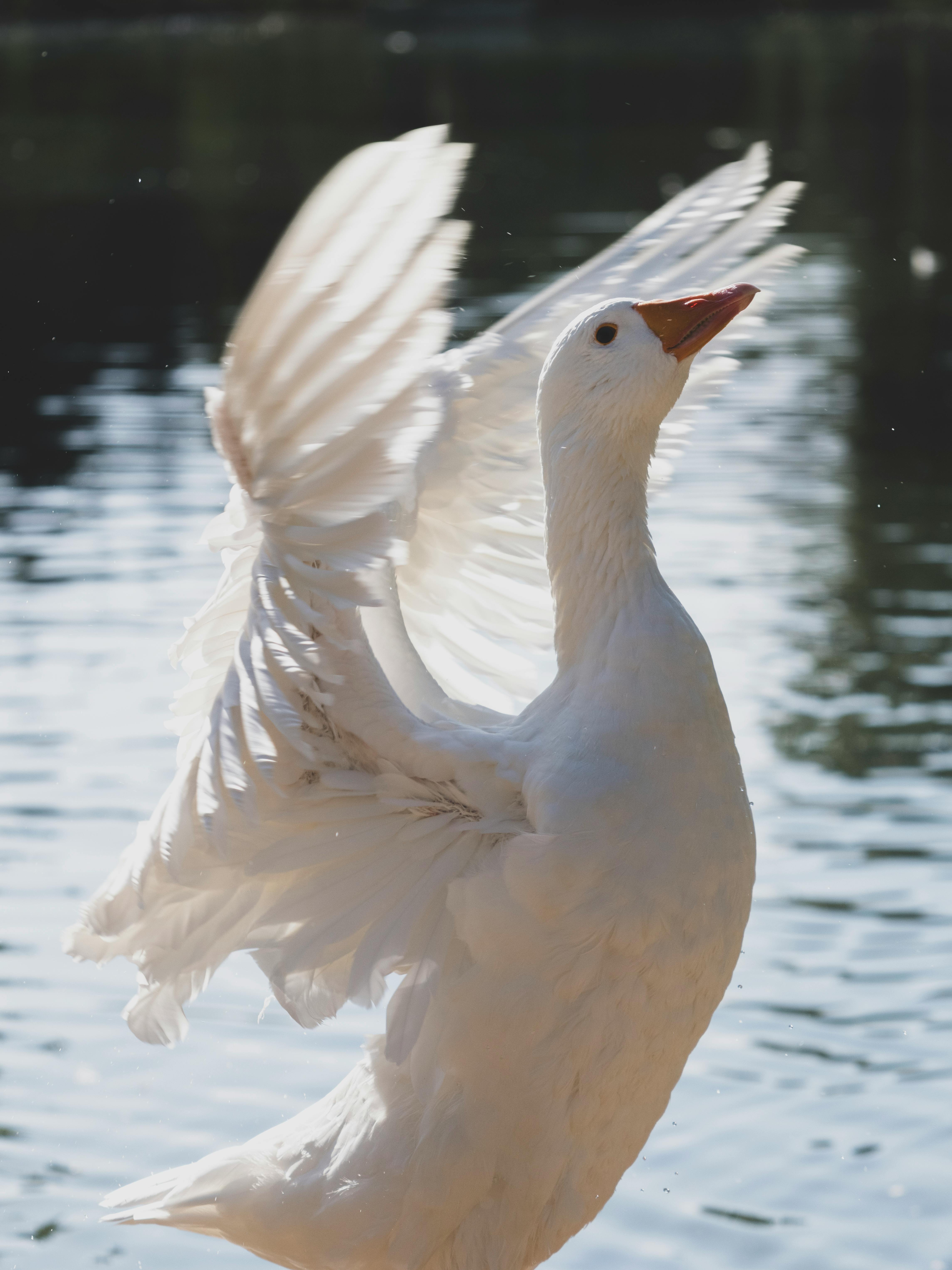 Graceful White Goose Flapping Near a Pond · Free Stock Photo