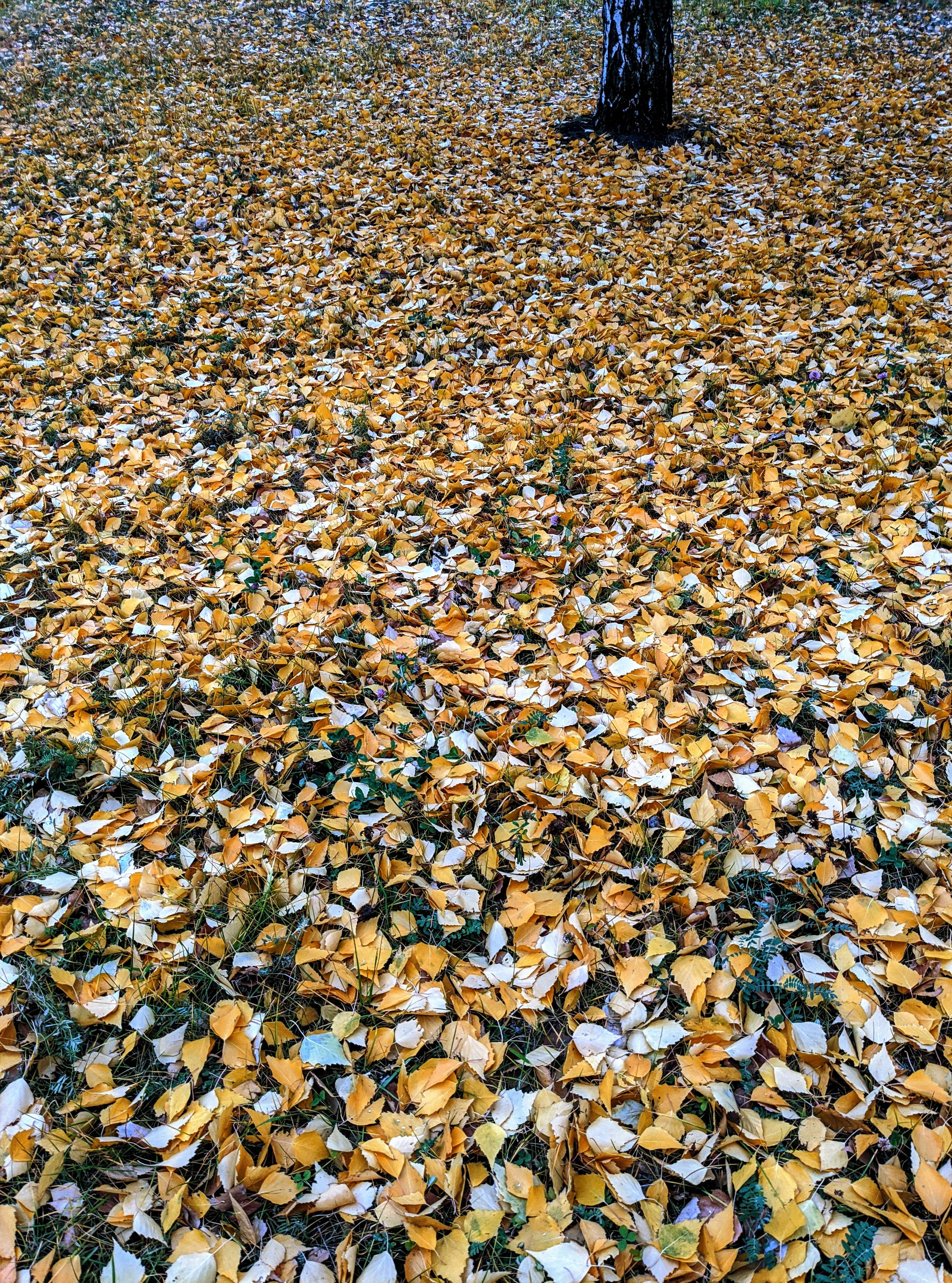 Golden Autumn Leaves Covering the Ground · Free Stock Photo
