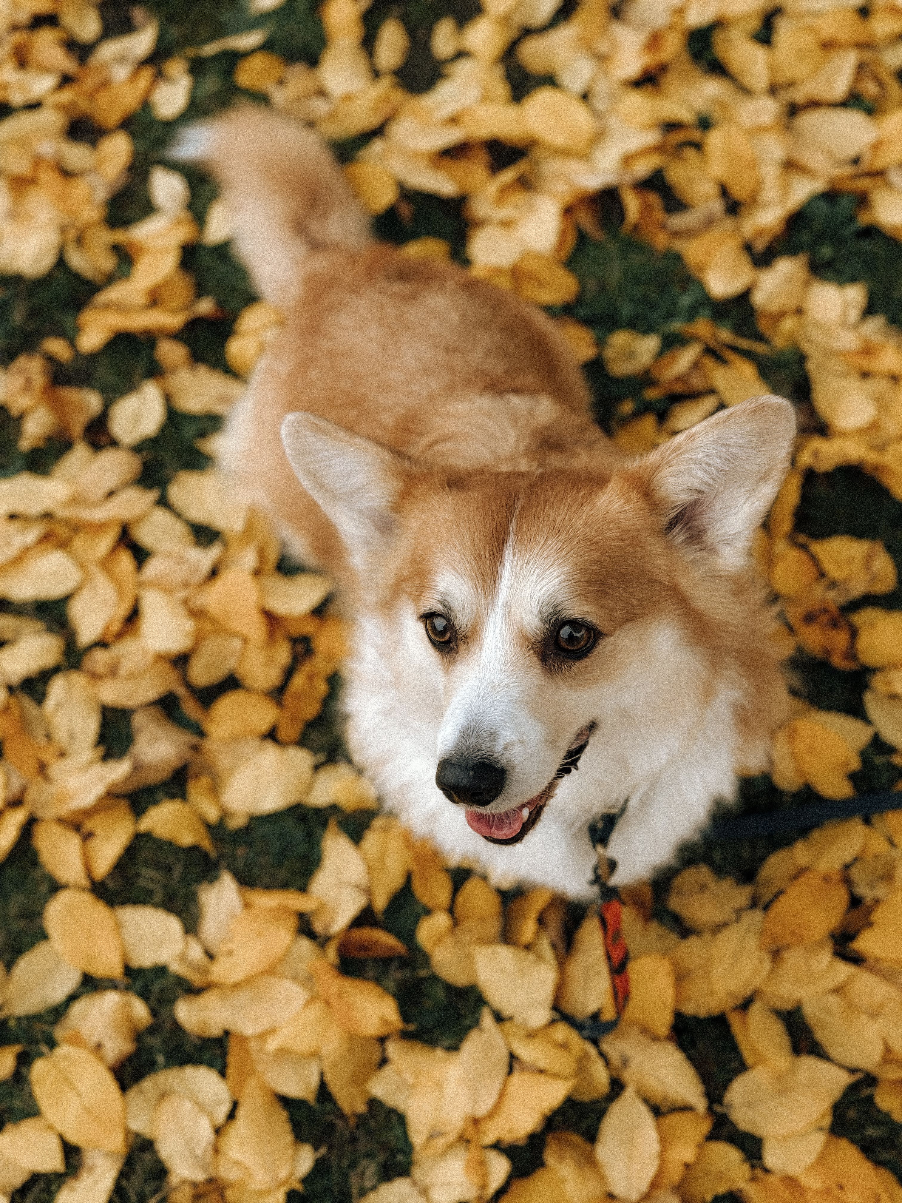 Cute Corgi Dog Among Autumn Leaves in Bavaria · Free Stock Photo
