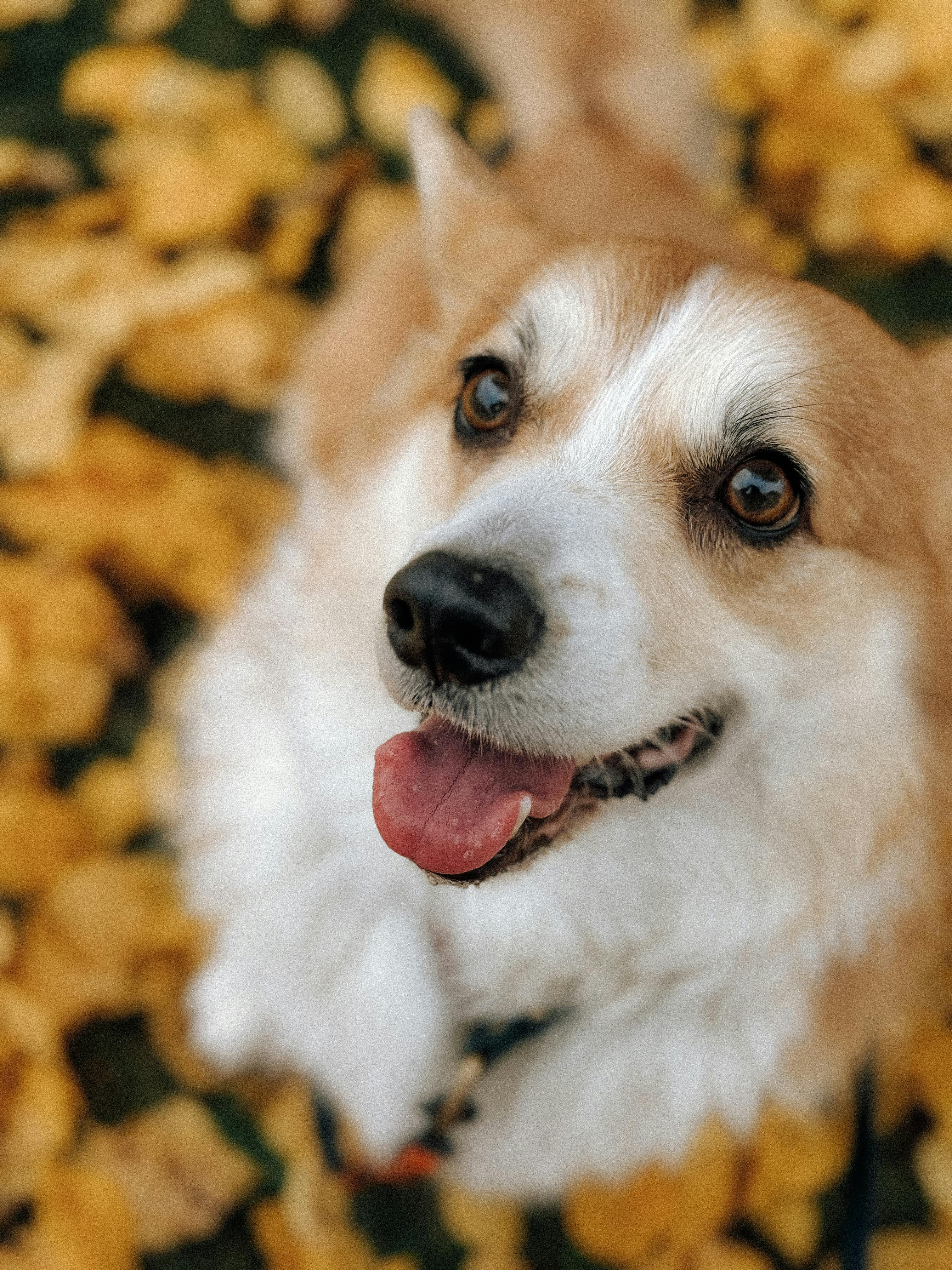 Adorable Corgi in Autumn Leaves, Bayreuth · Free Stock Photo