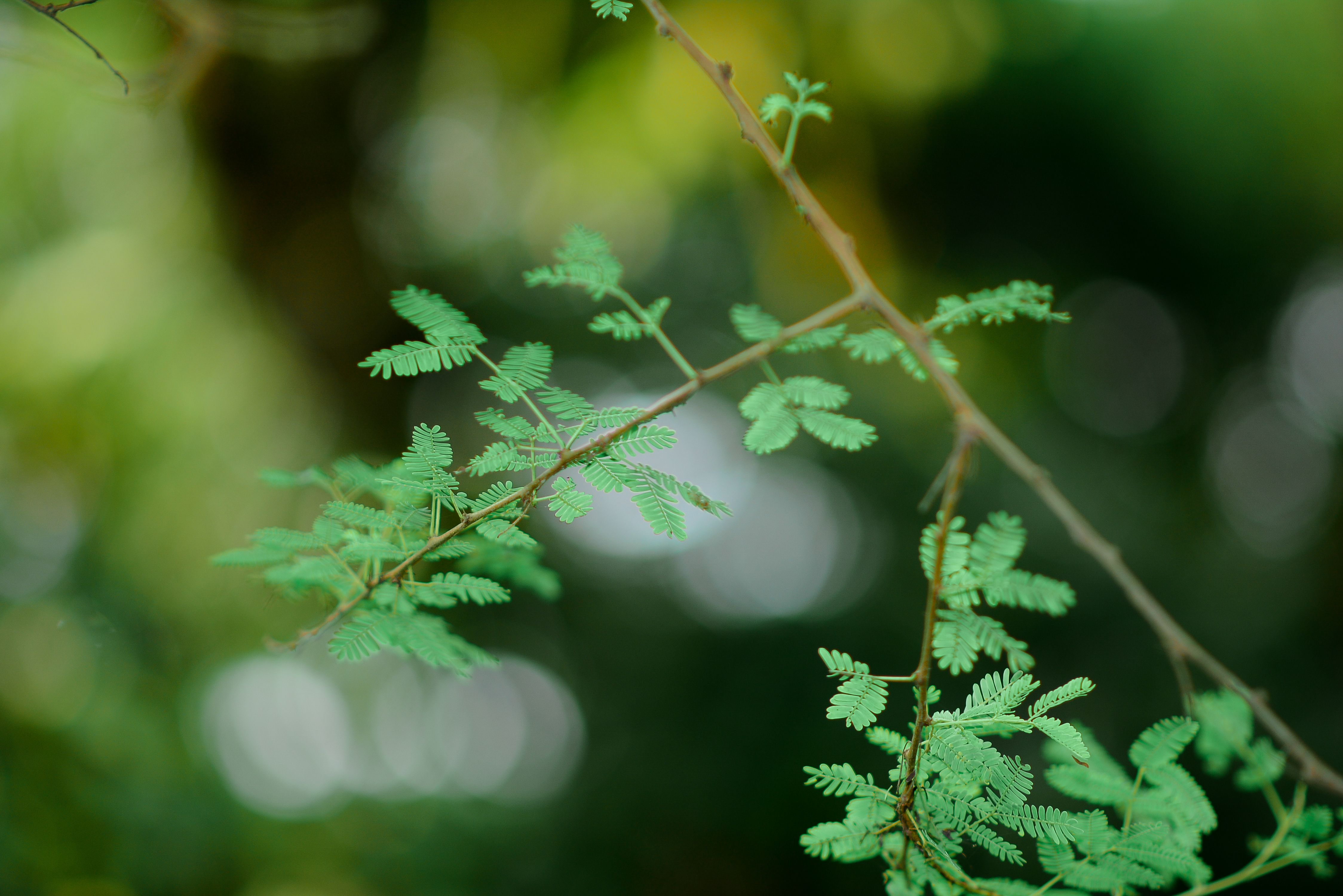 Close-Up of Green Acacia Leaves Outdoors · Free Stock Photo