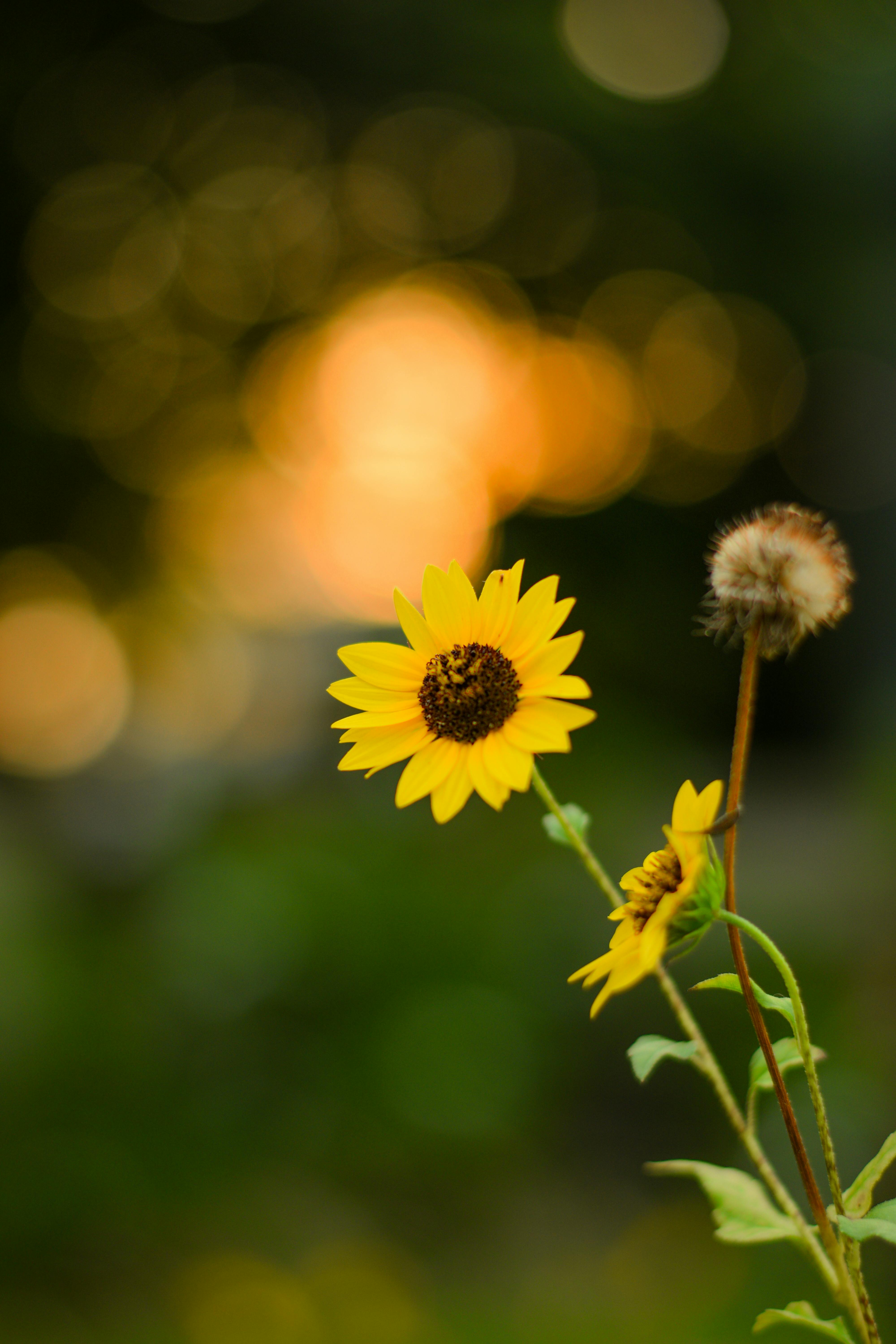 Sunflower Bloom at Golden Hour · Free Stock Photo