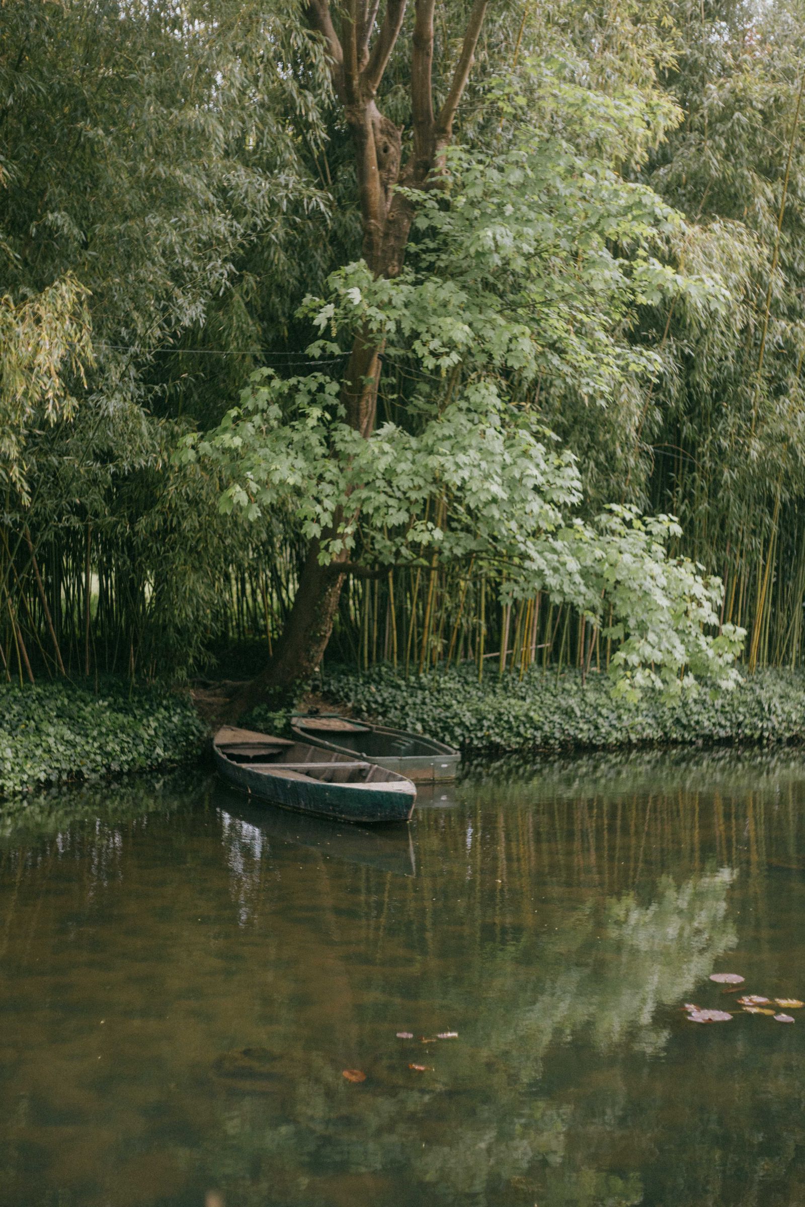 Fish Pond Photos, Download The BEST Free Fish Pond Stock Photos & HD Images
