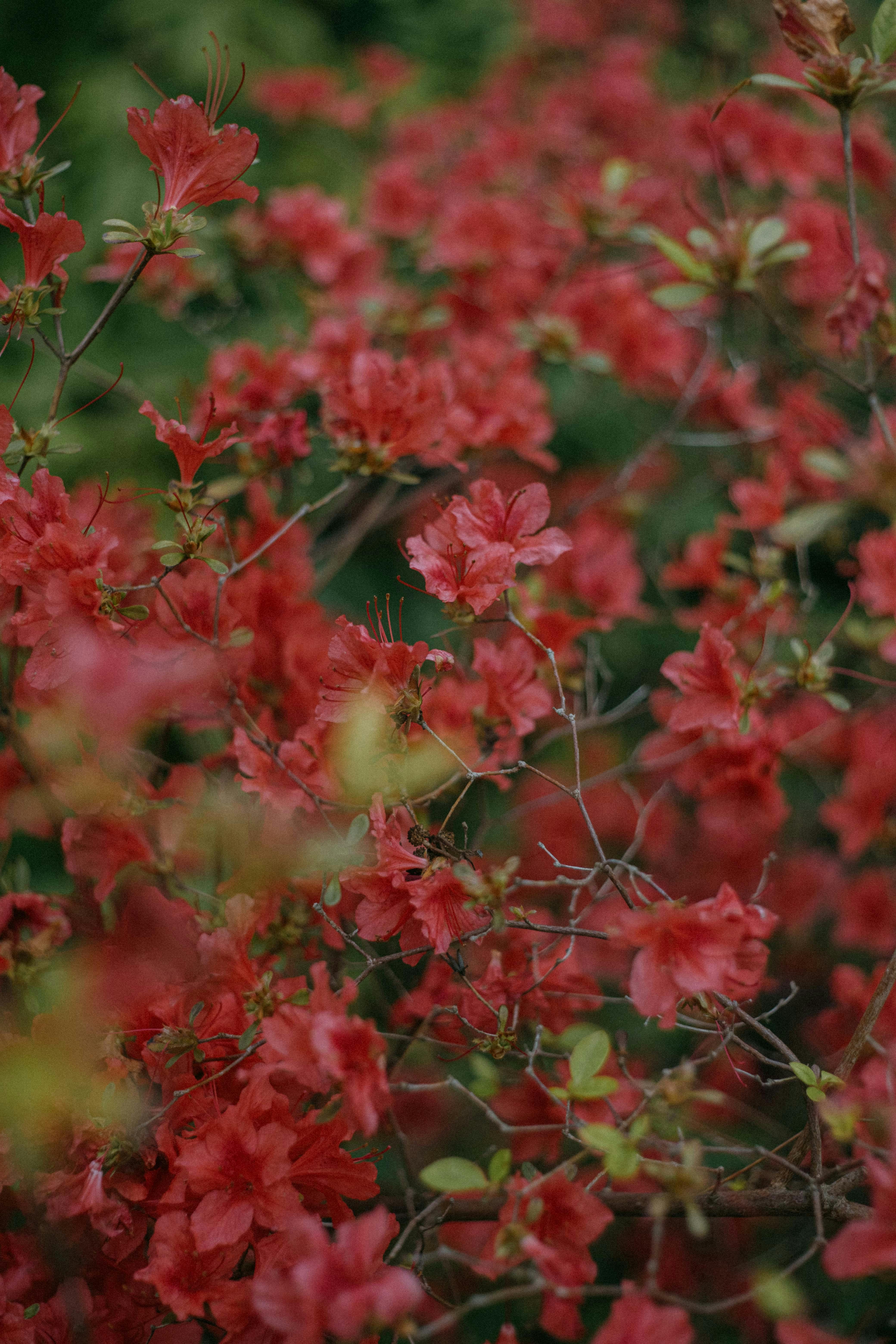 Vibrant Red Azaleas in Giverny Gardens · Free Stock Photo