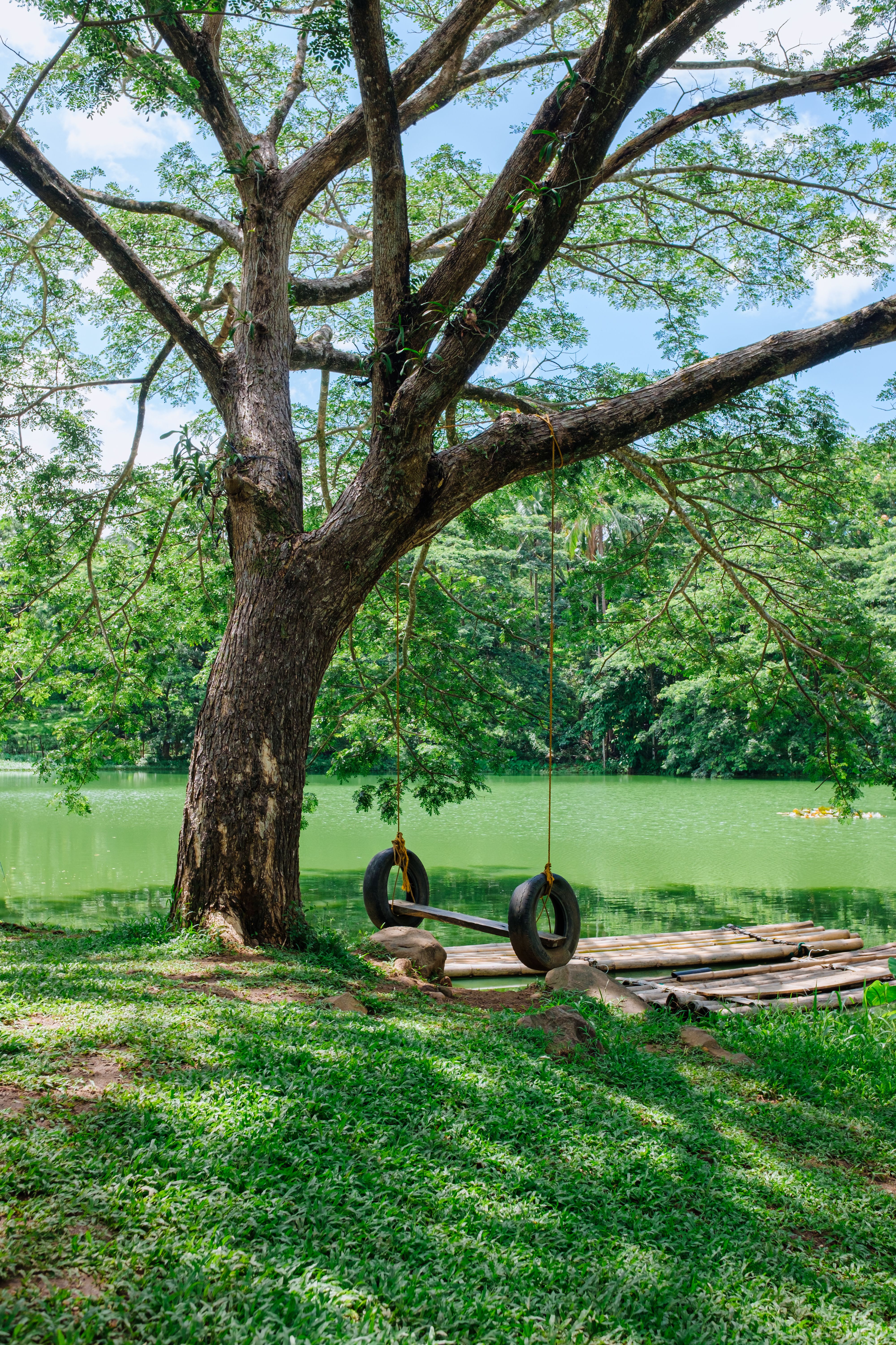 Tranquil Lakeside Scene with Tire Swing · Free Stock Photo