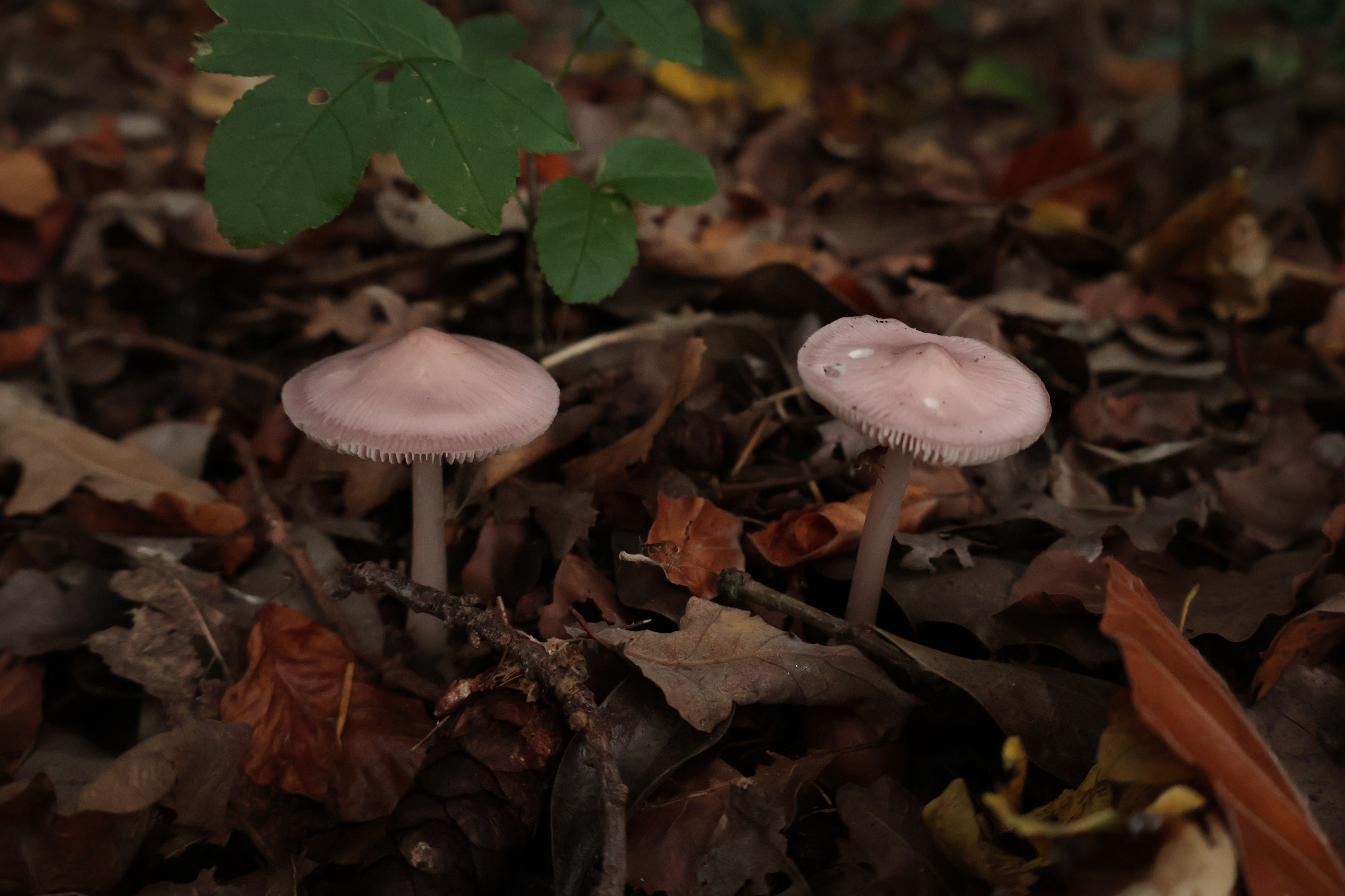 Spore Producing Fungus Photos, Download The BEST Free Spore Producing ...