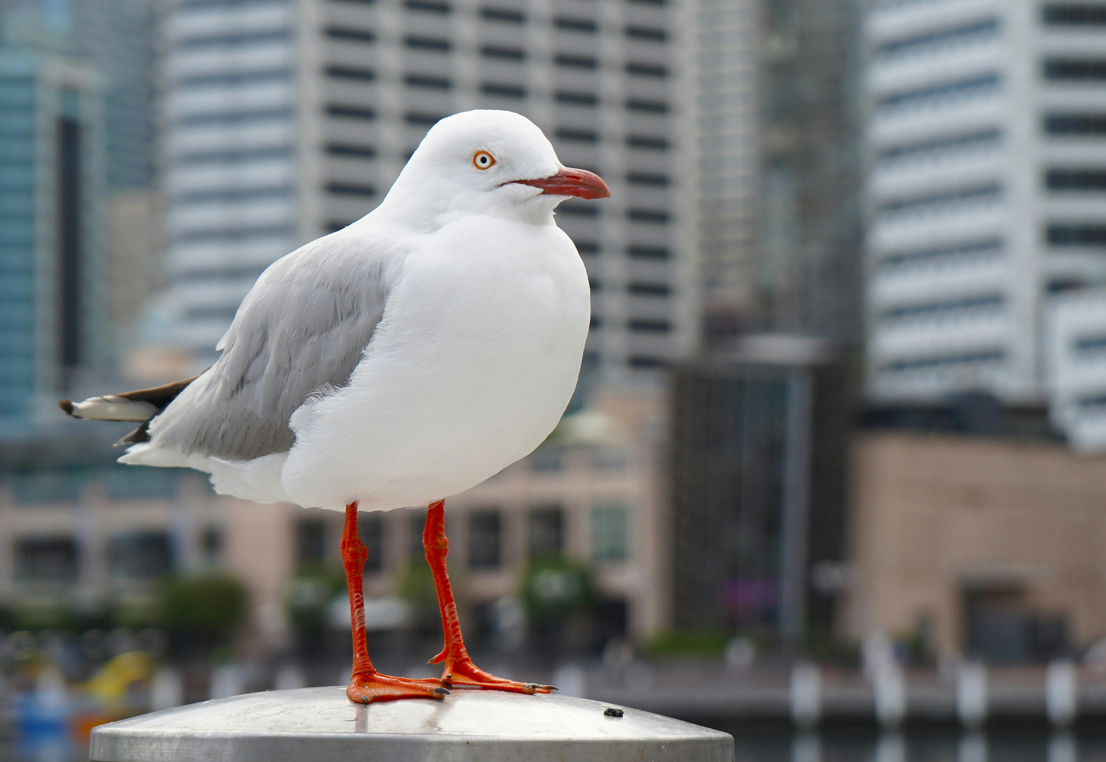 Close-up of Seagull in Urban Sydney Setting · Free Stock Photo