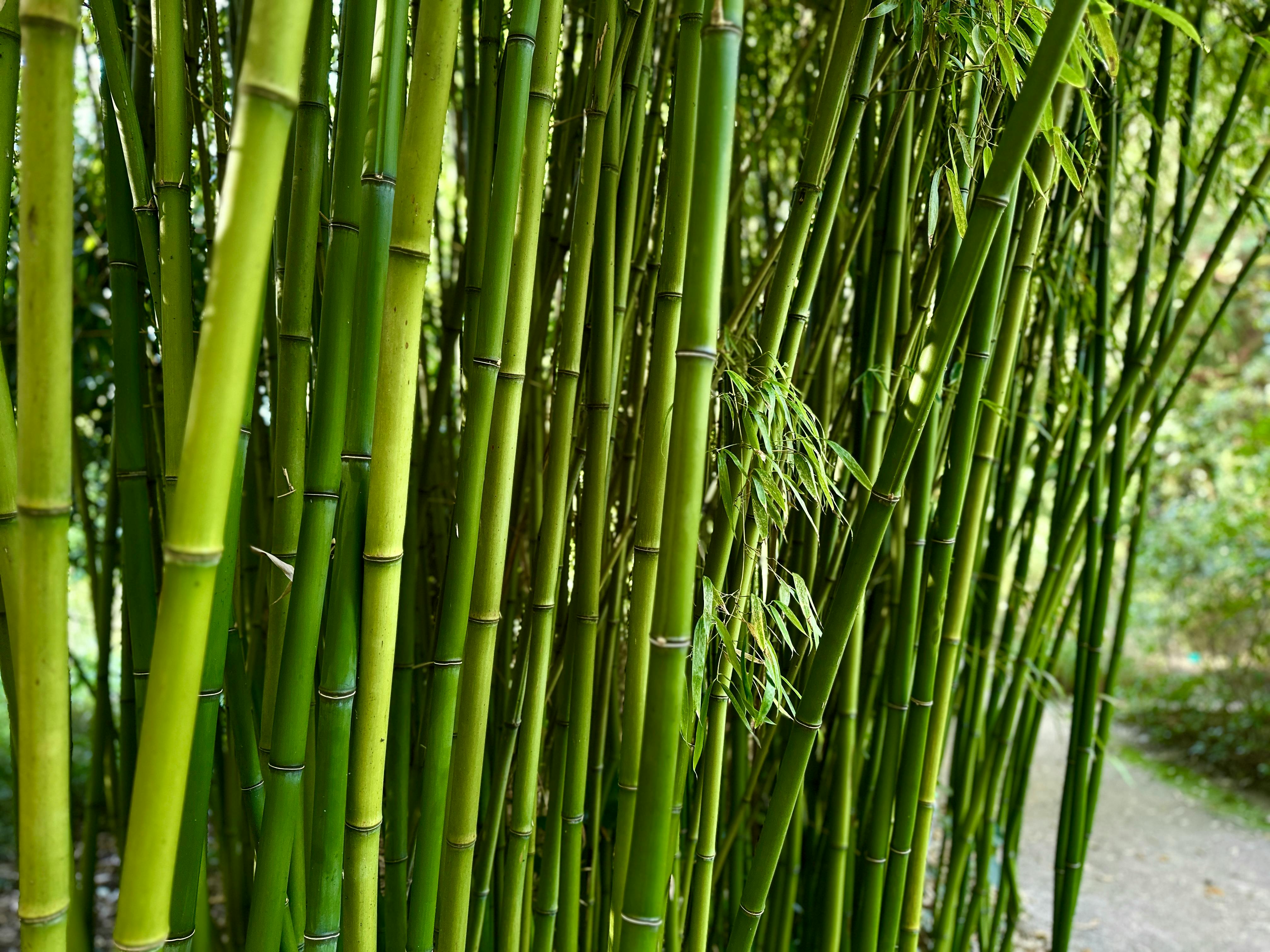 Lush Green Bamboo Forest Outdoors · Free Stock Photo