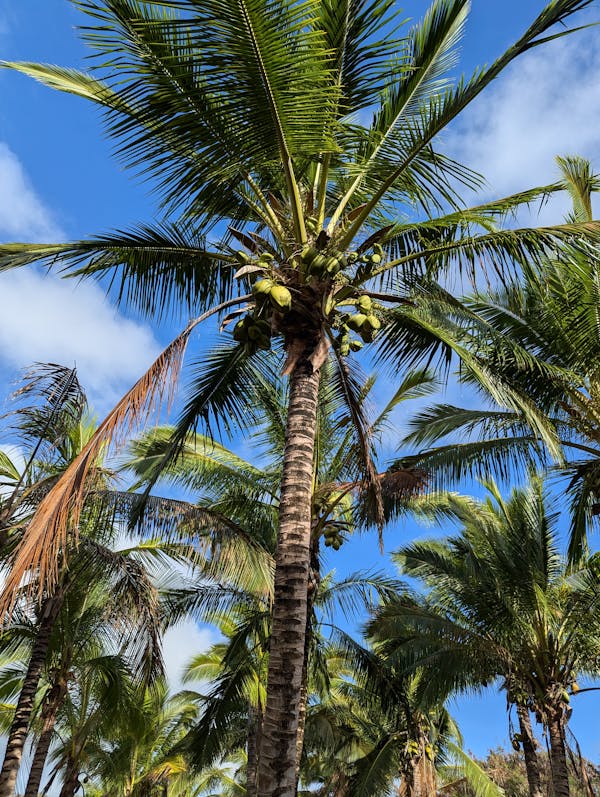 Plant Trees Photos, Download The BEST Free Plant Trees Stock Photos ...