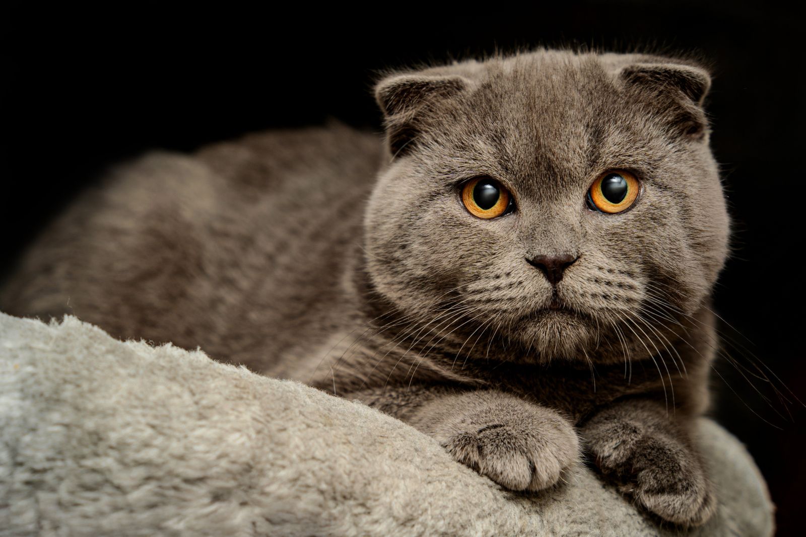60.000+ Katze Britisch Kurzhaar Bilder und Fotos · Kostenlos Downloaden ...